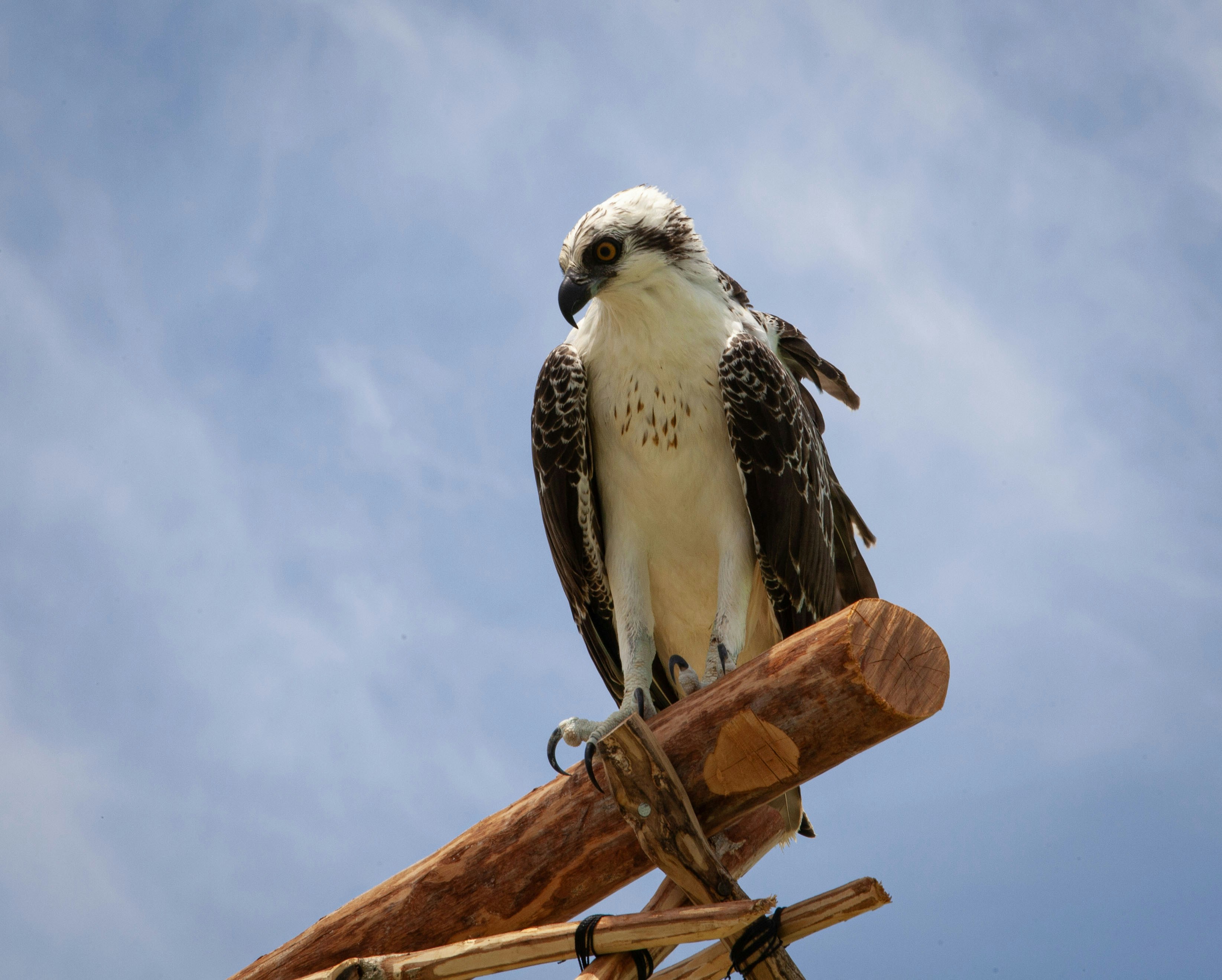 Raptor on a Weathered Pole Under the Open Blue Sky