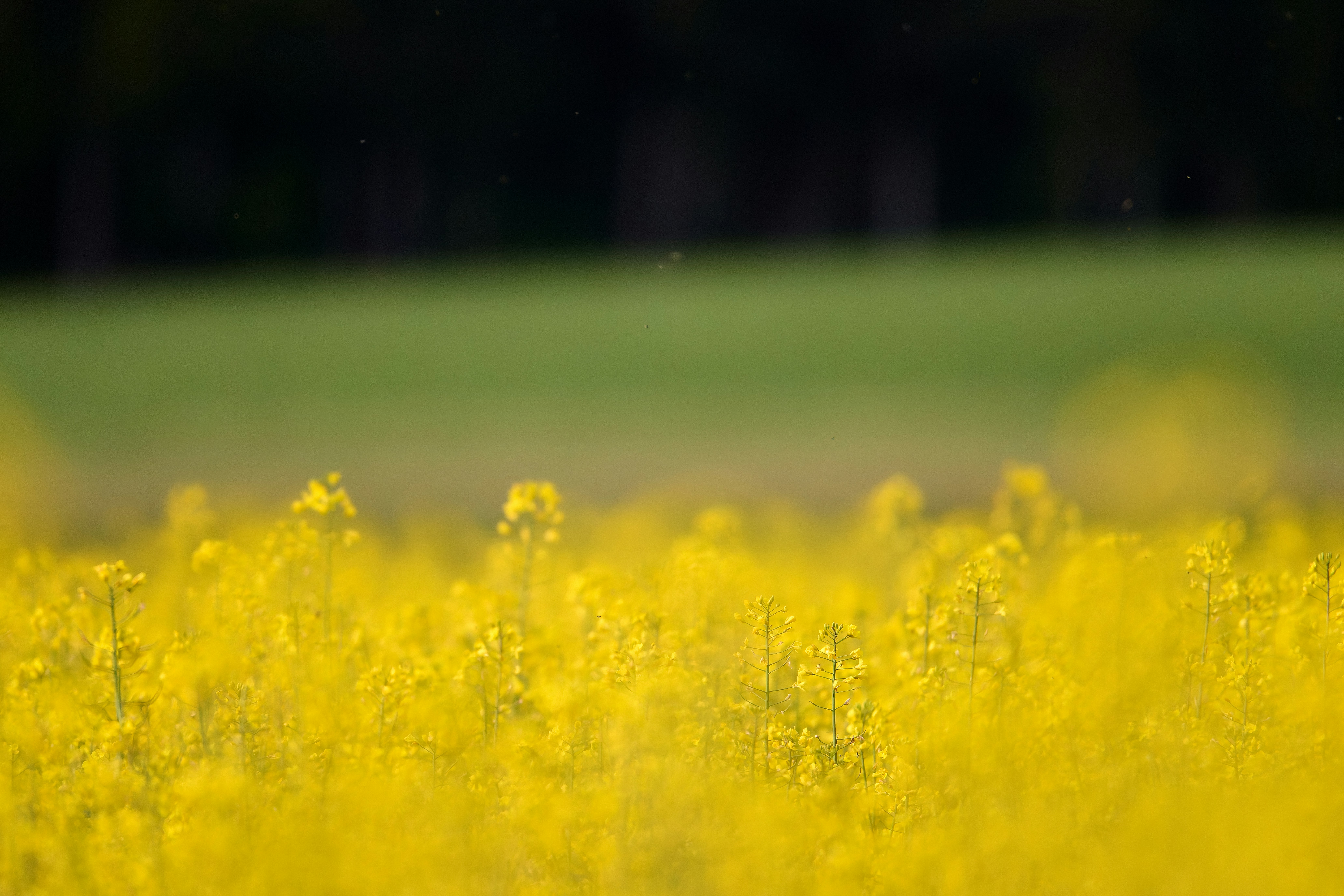 Yellow Field in Soft Focus: A Moment of Dreamlike Glow