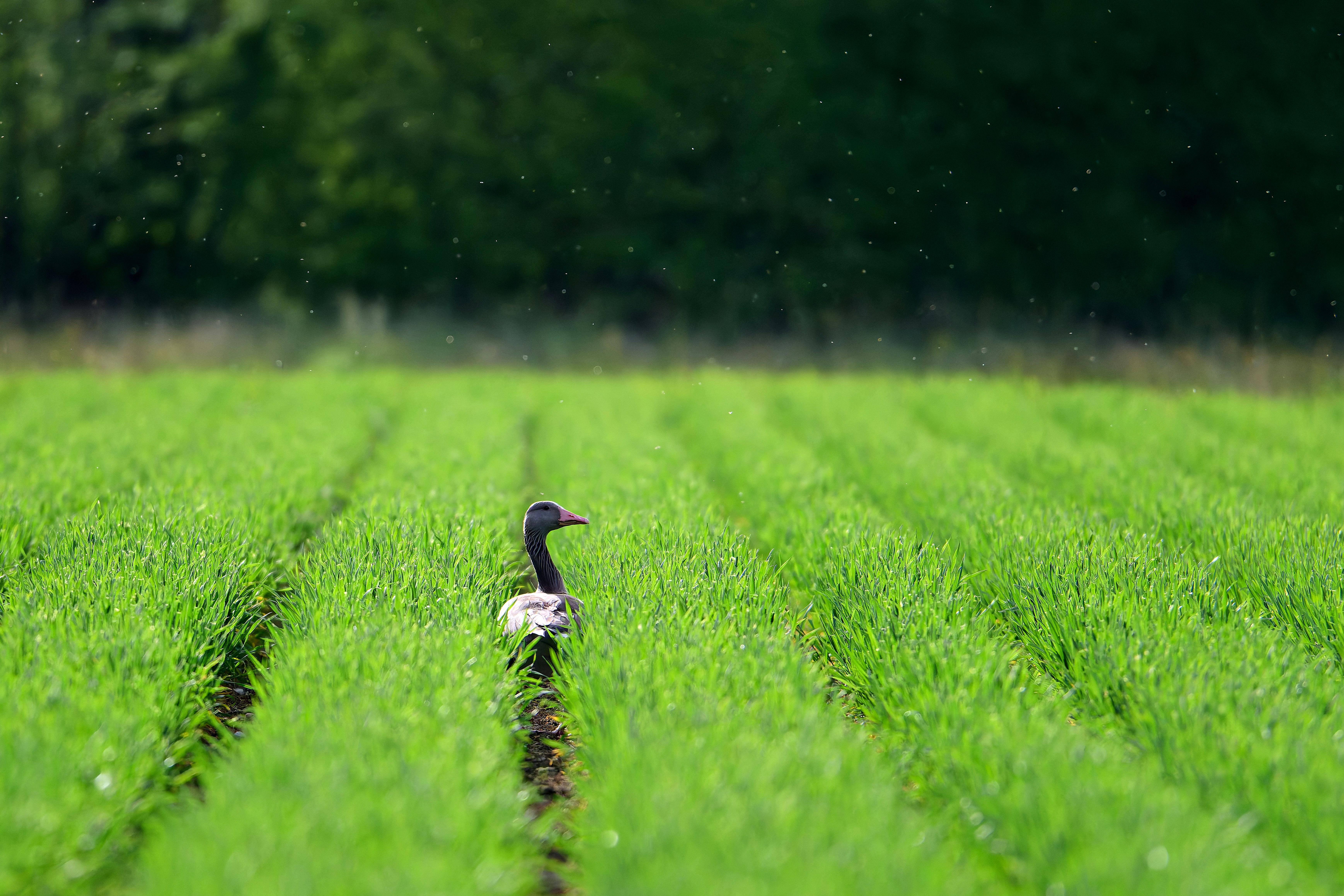 Crane Between Emerald Furrows in Drizzle