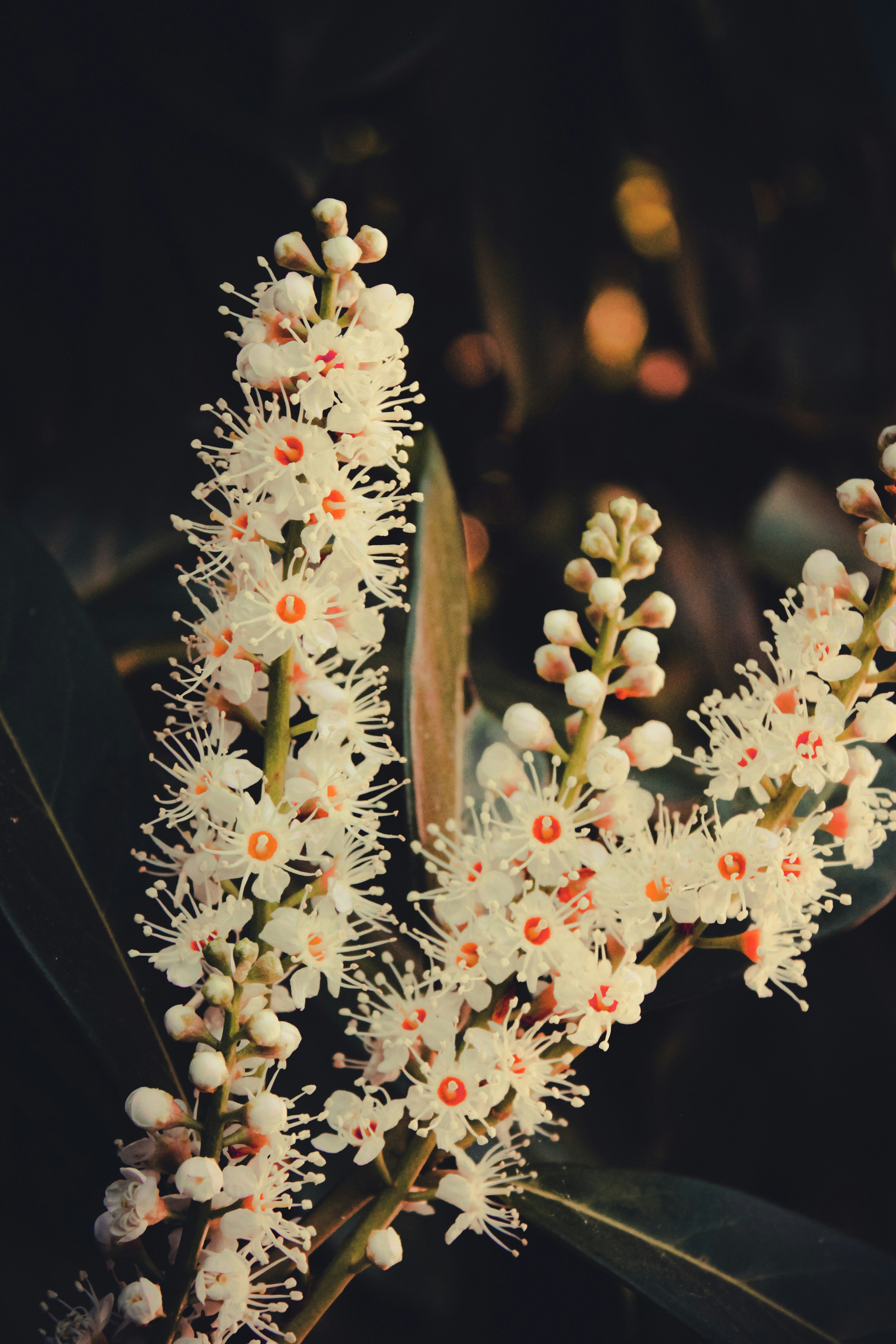 Blooming white flowers on a tree