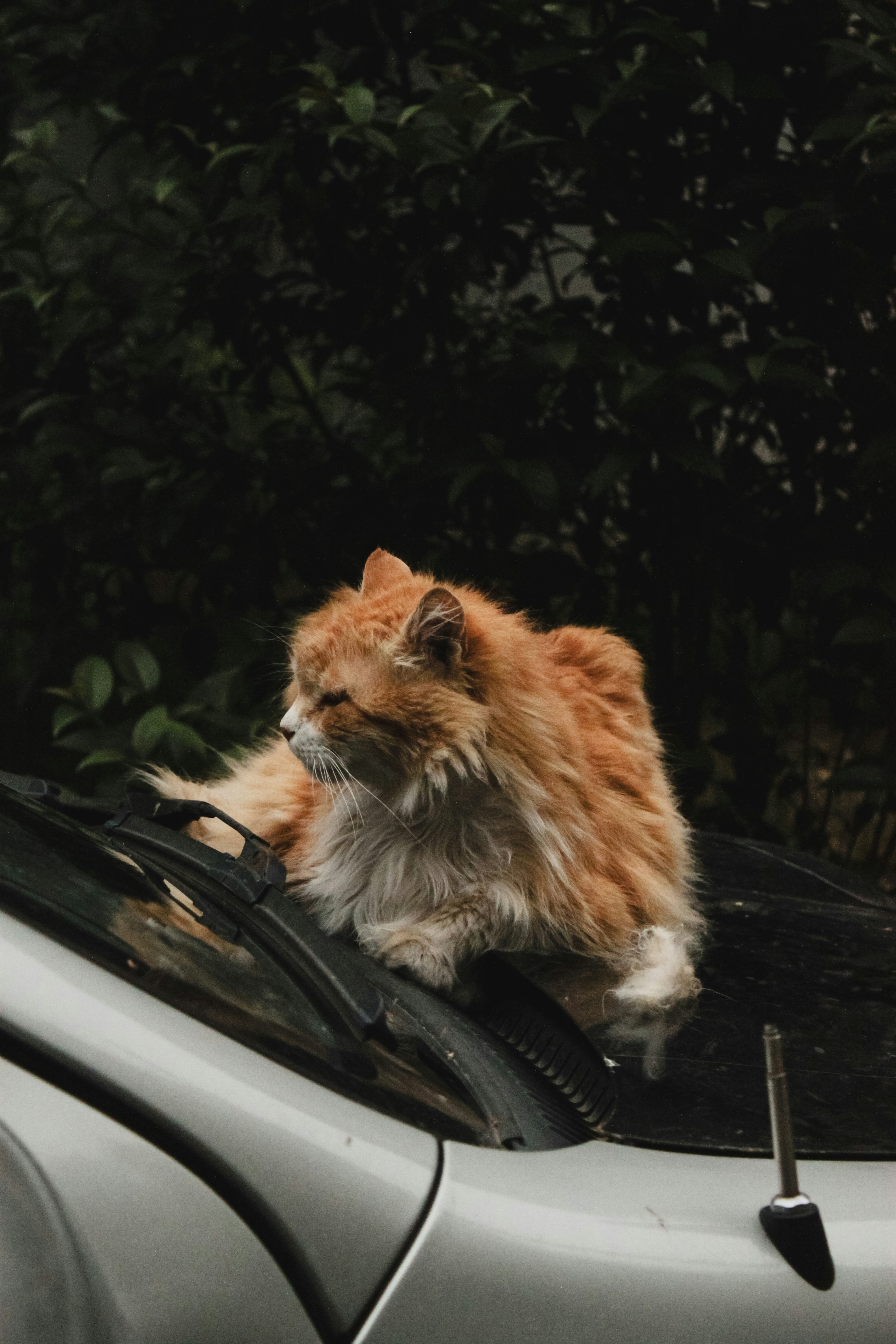 Amber Whiskers on a Quiet Hood