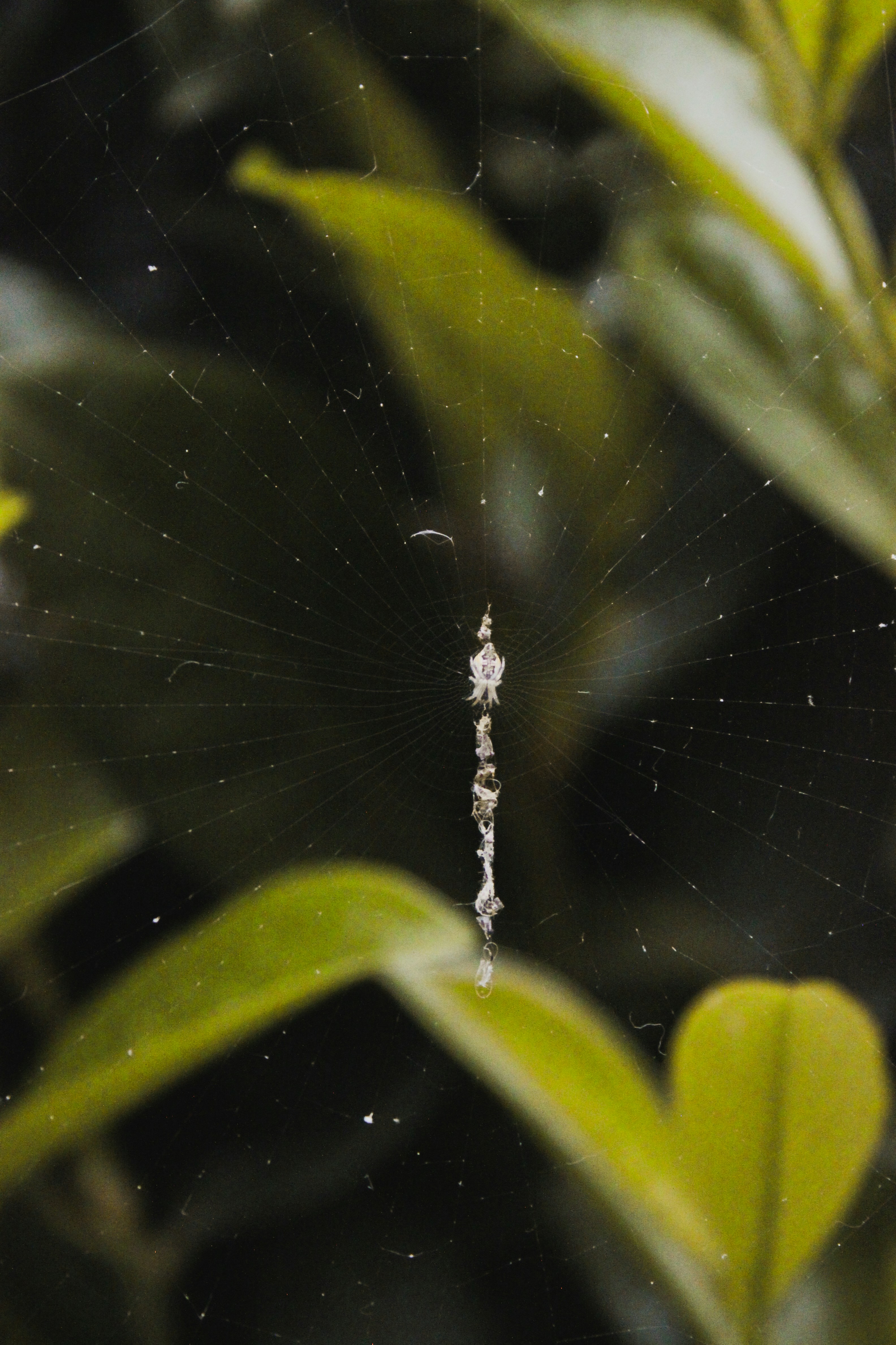 Threaded Lantern: The Central Strand on a Garden Web