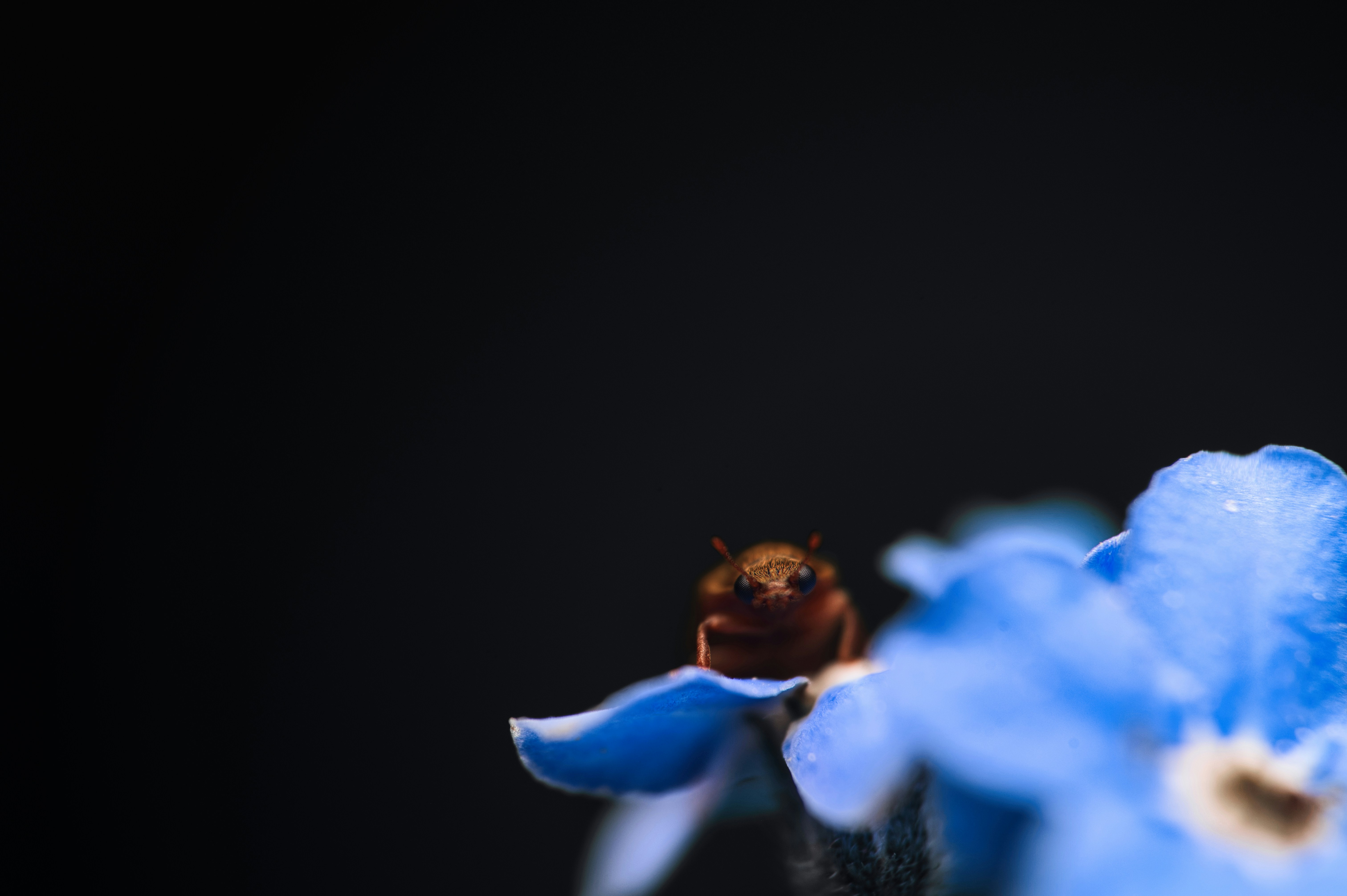 Tiny Beetle on a cobalt Petal Under Velvet Darkness