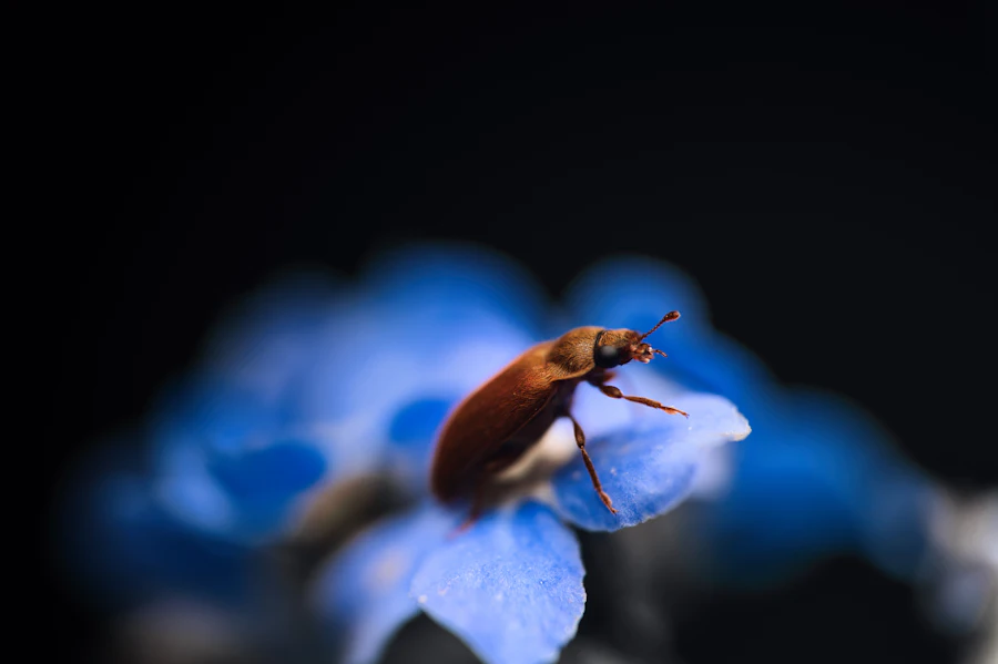 A small brown beetle perched on a vivid blue flower, isolated against a dark blurred background. Macro focus highlights the insect and petal textures.