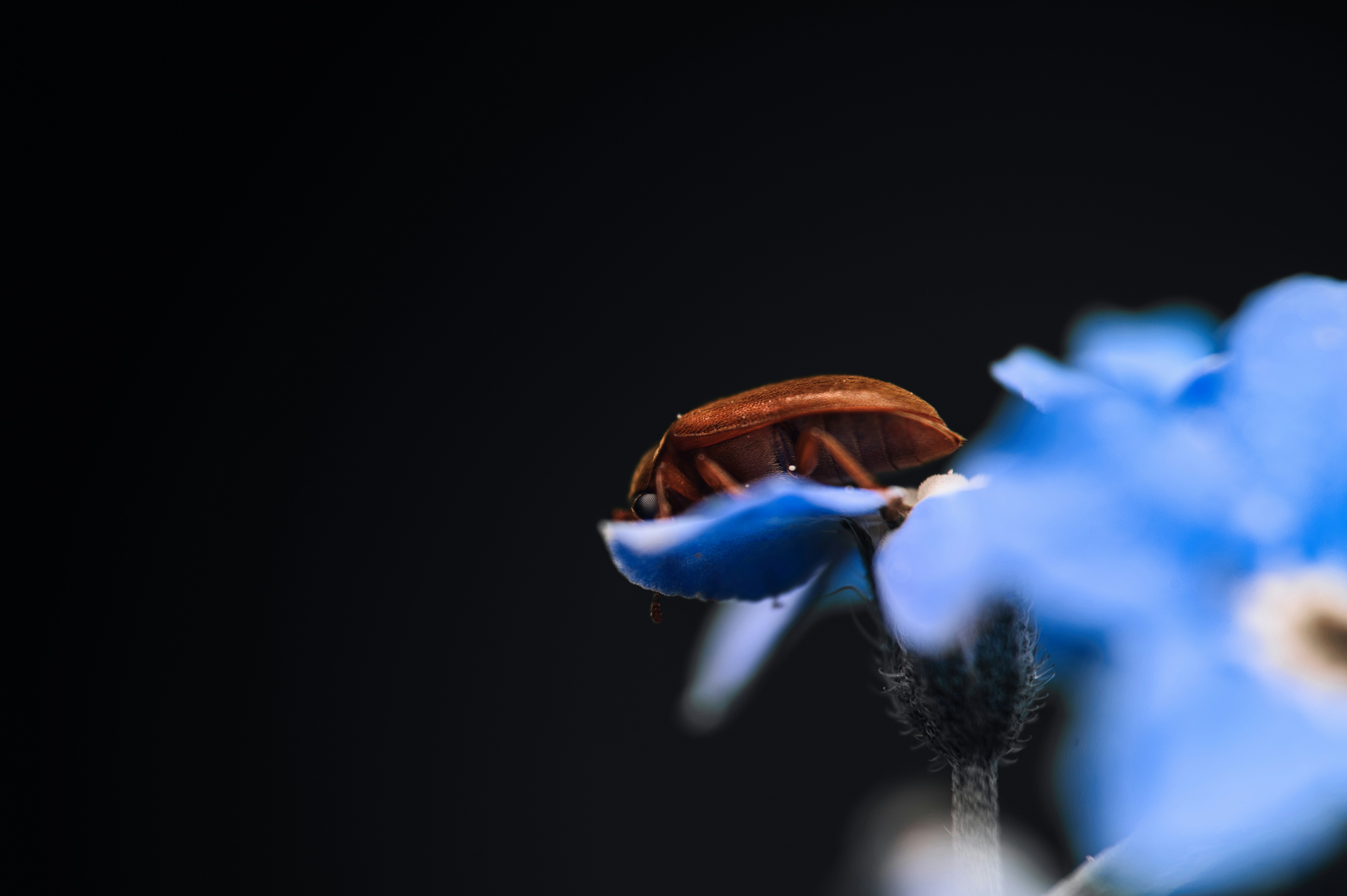 Brown beetle on cobalt bloom against a velvet black background