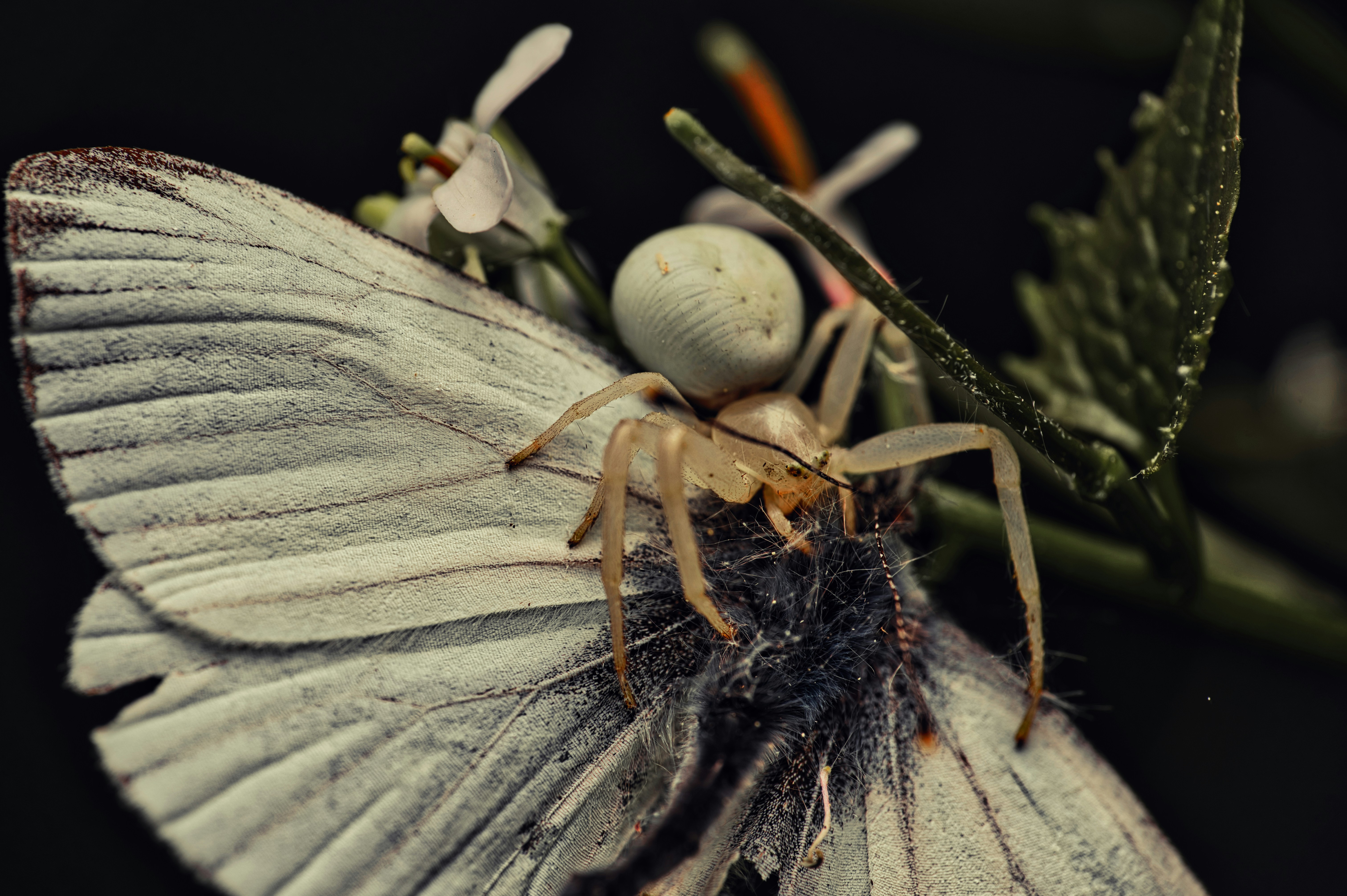 Moonlit Wingscape: A Pale Crab Spider on a White Butterfly Wing