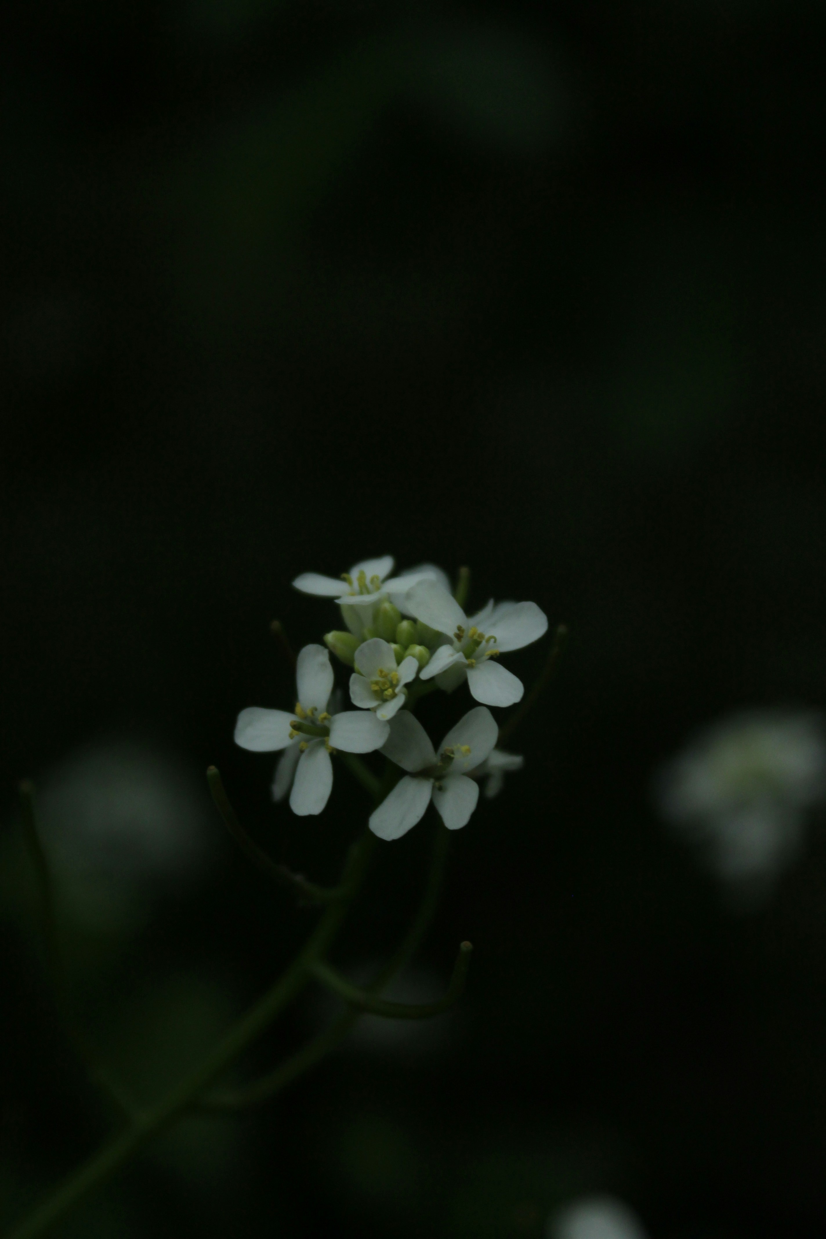 A close up of a small white flower photo – Free Small flower Image on ...