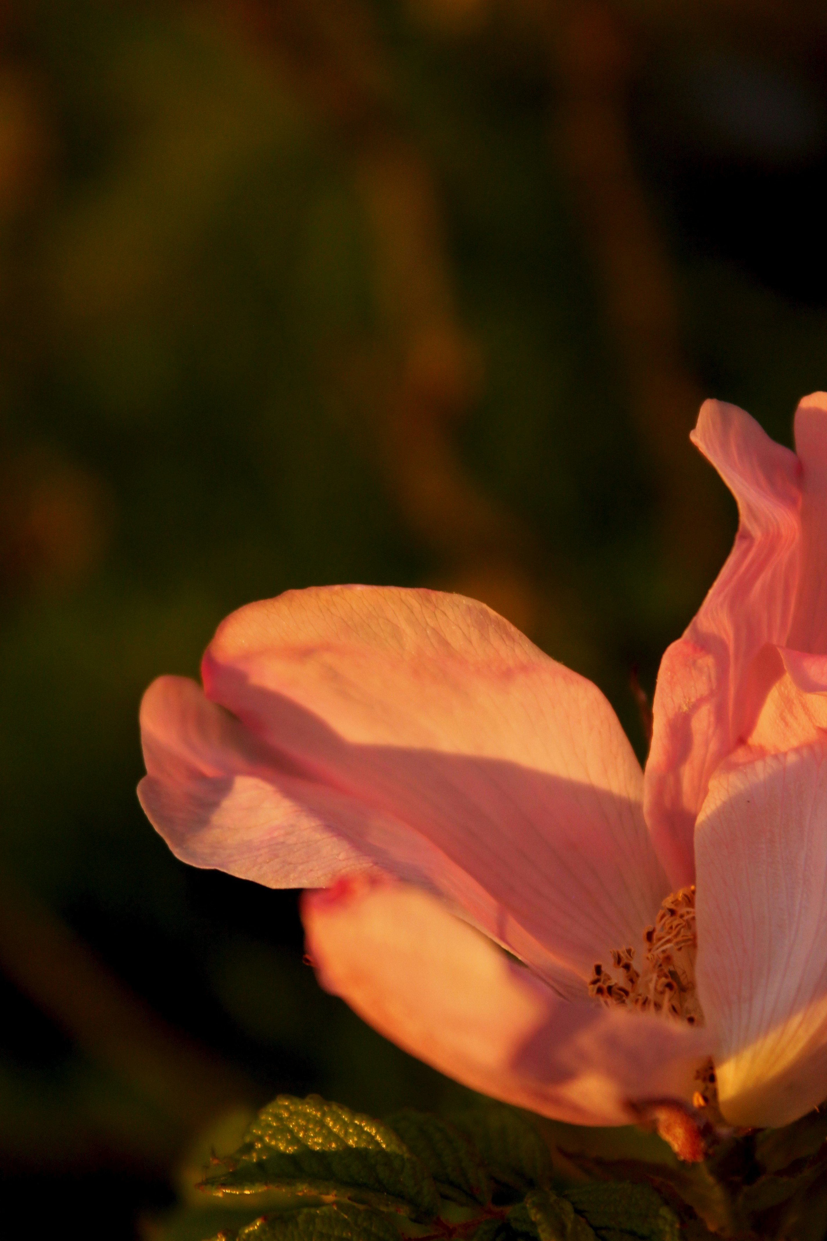 Sunlit Pink Petal: a Close-Up Study in Soft Focus