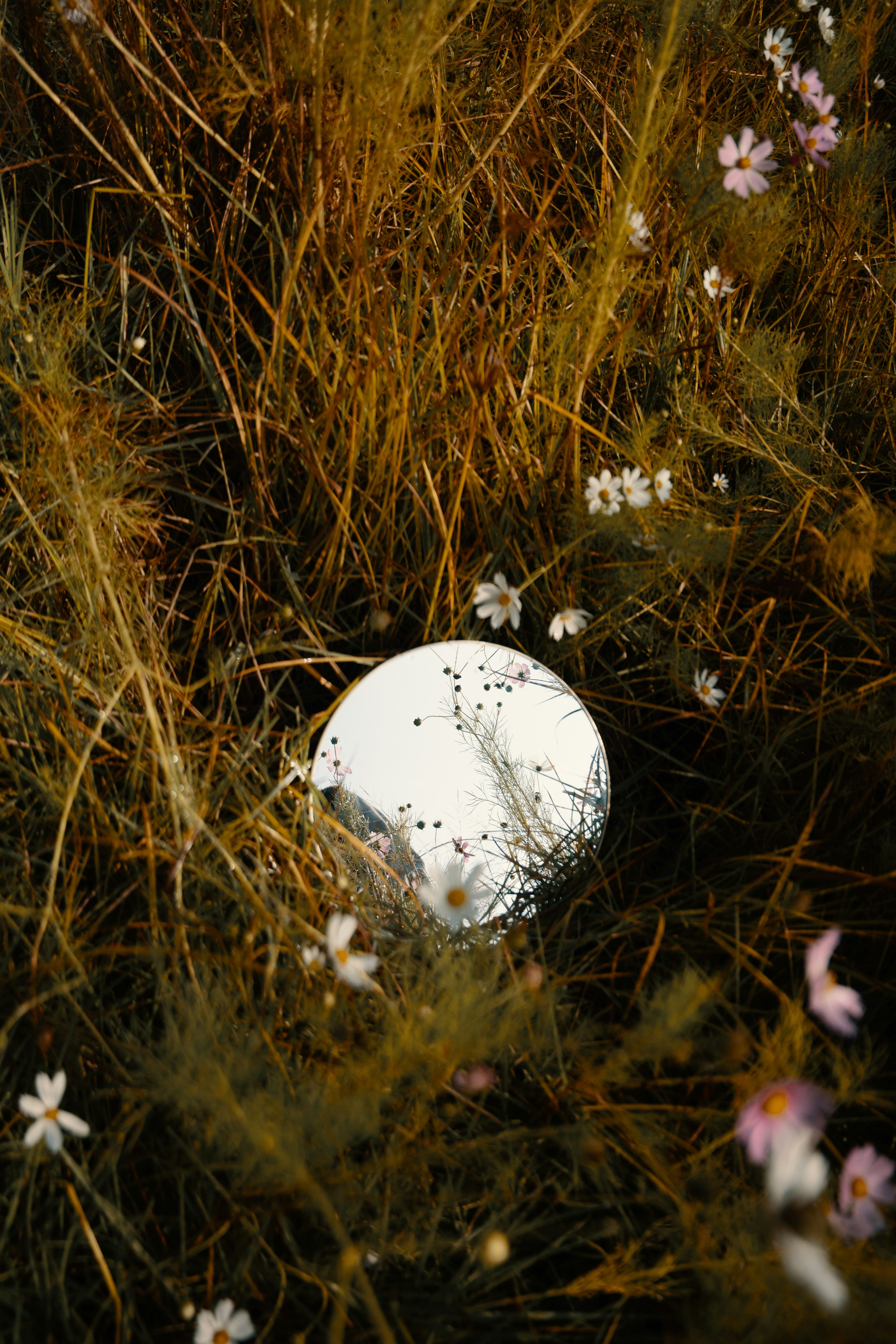 Mirror in the Meadow: A White Disk Among Golden Grasses