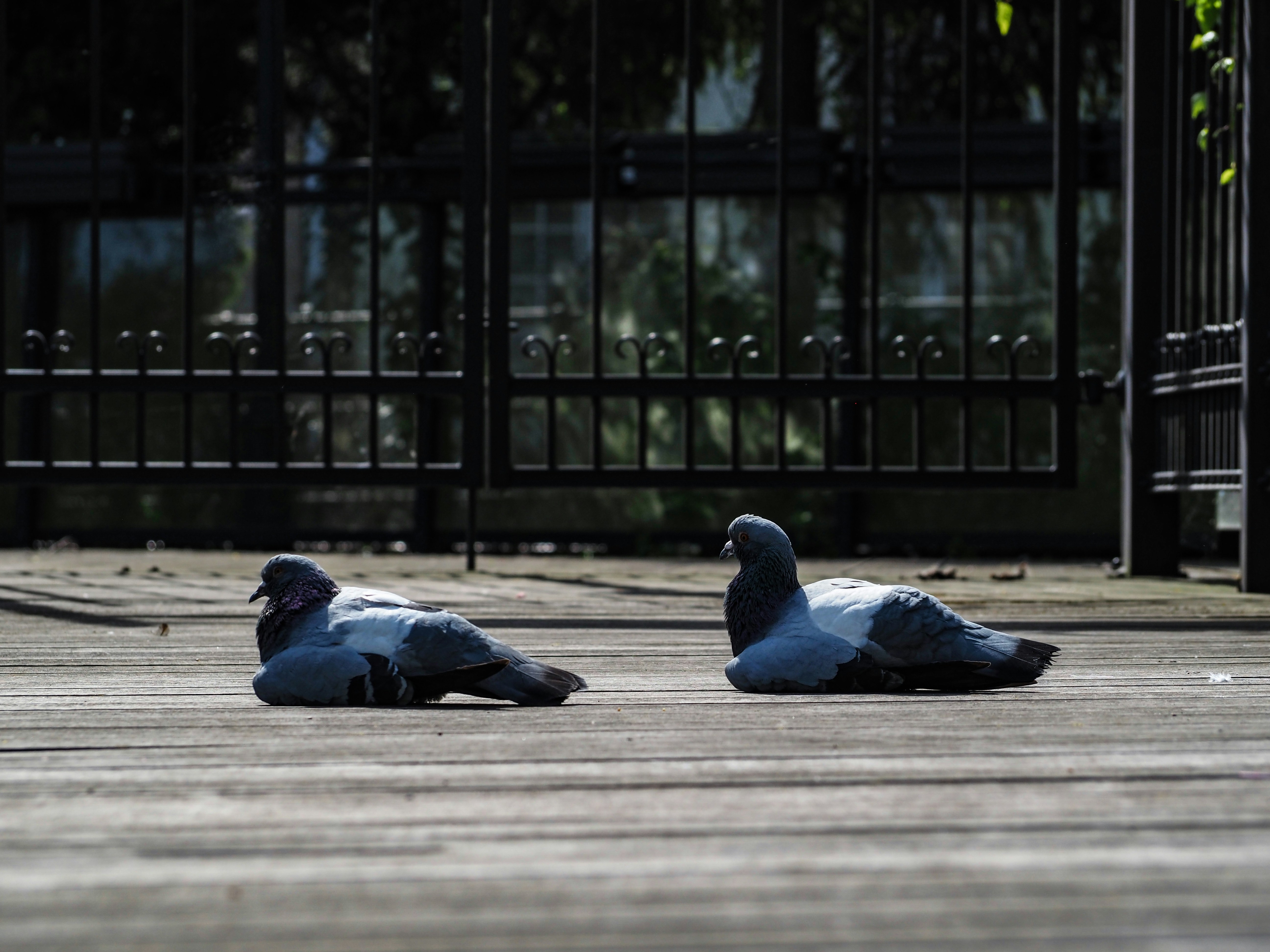 Twin Pigeons on a Weathered Deck: A Quiet Moment by the Rail