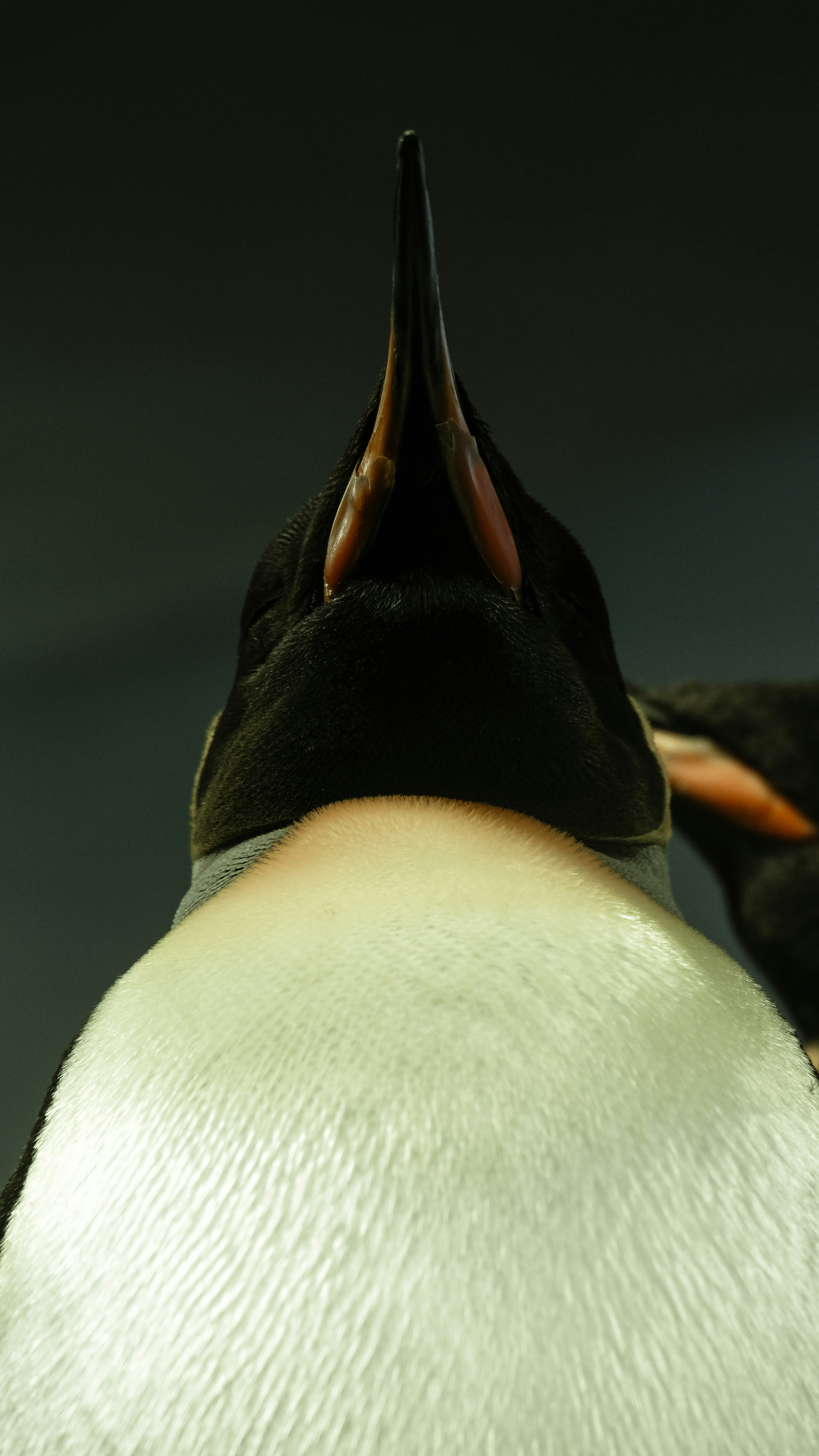 A close up of a penguin with its mouth open photo – Free Animal Image ...