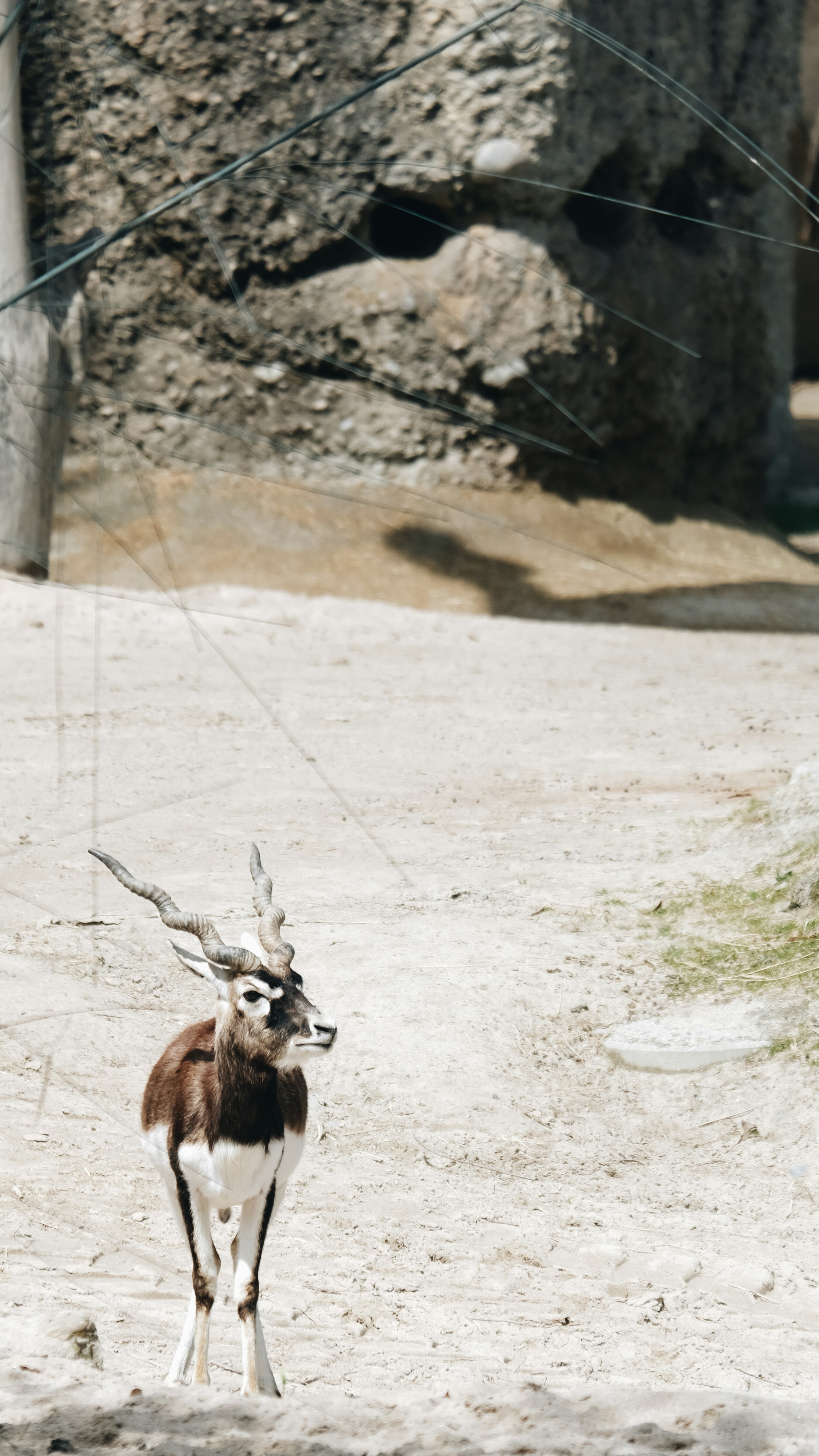Sunlit Gazelle on Sandy Ground Beneath a Weathered Rock Enclosure