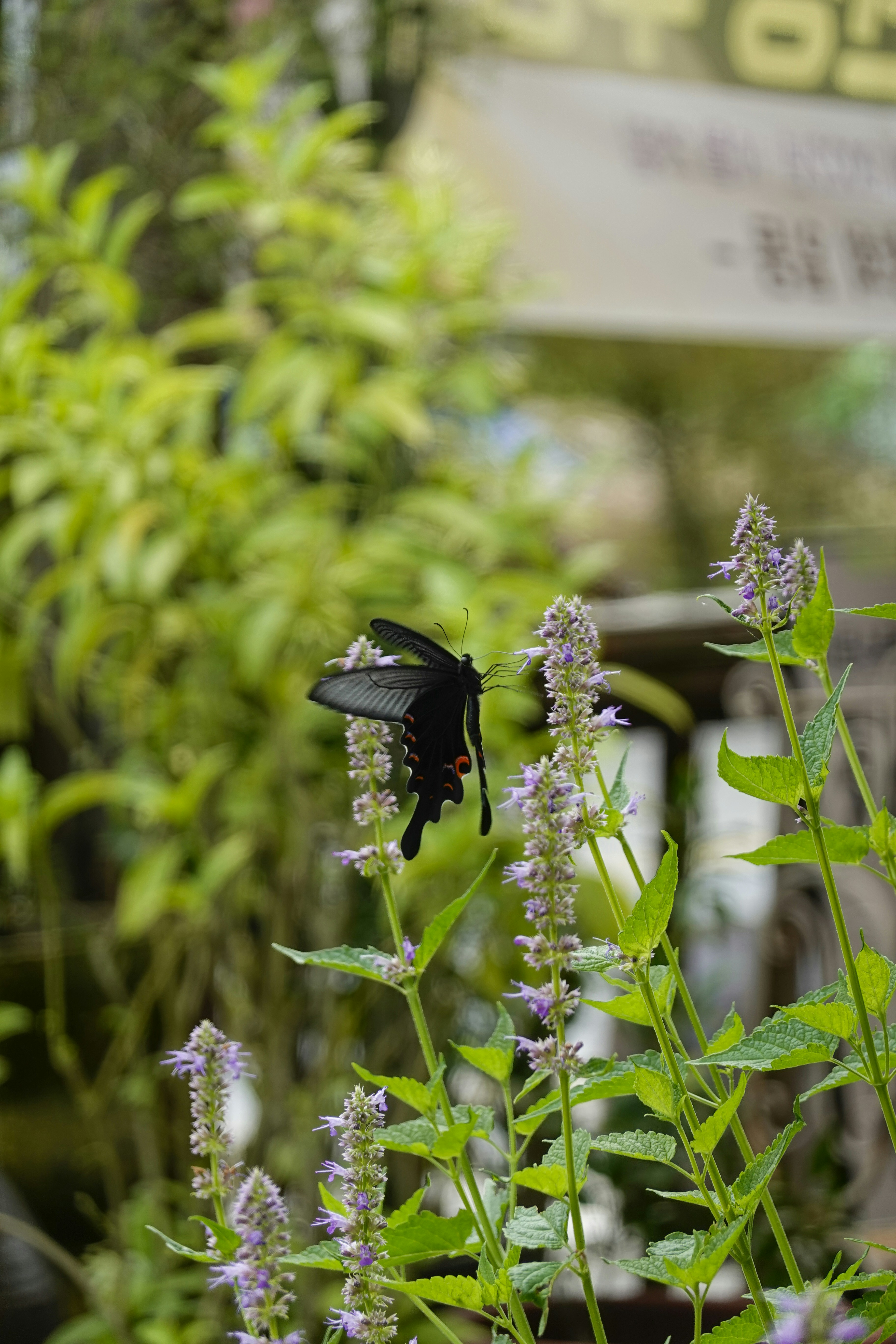 Shadowwing at Lavender Spire: A Black Swallowtail in a Quiet Garden