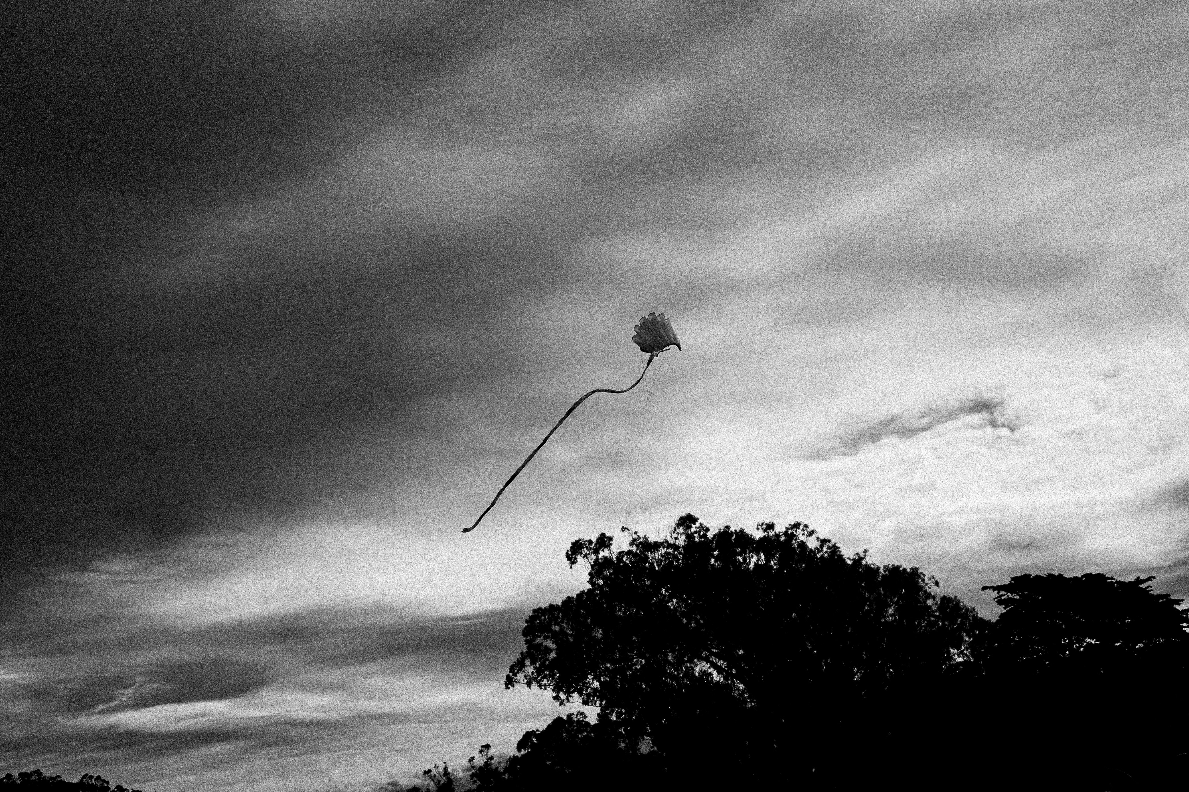 Kite in the Storm: Lone Flight Above the Tree Line