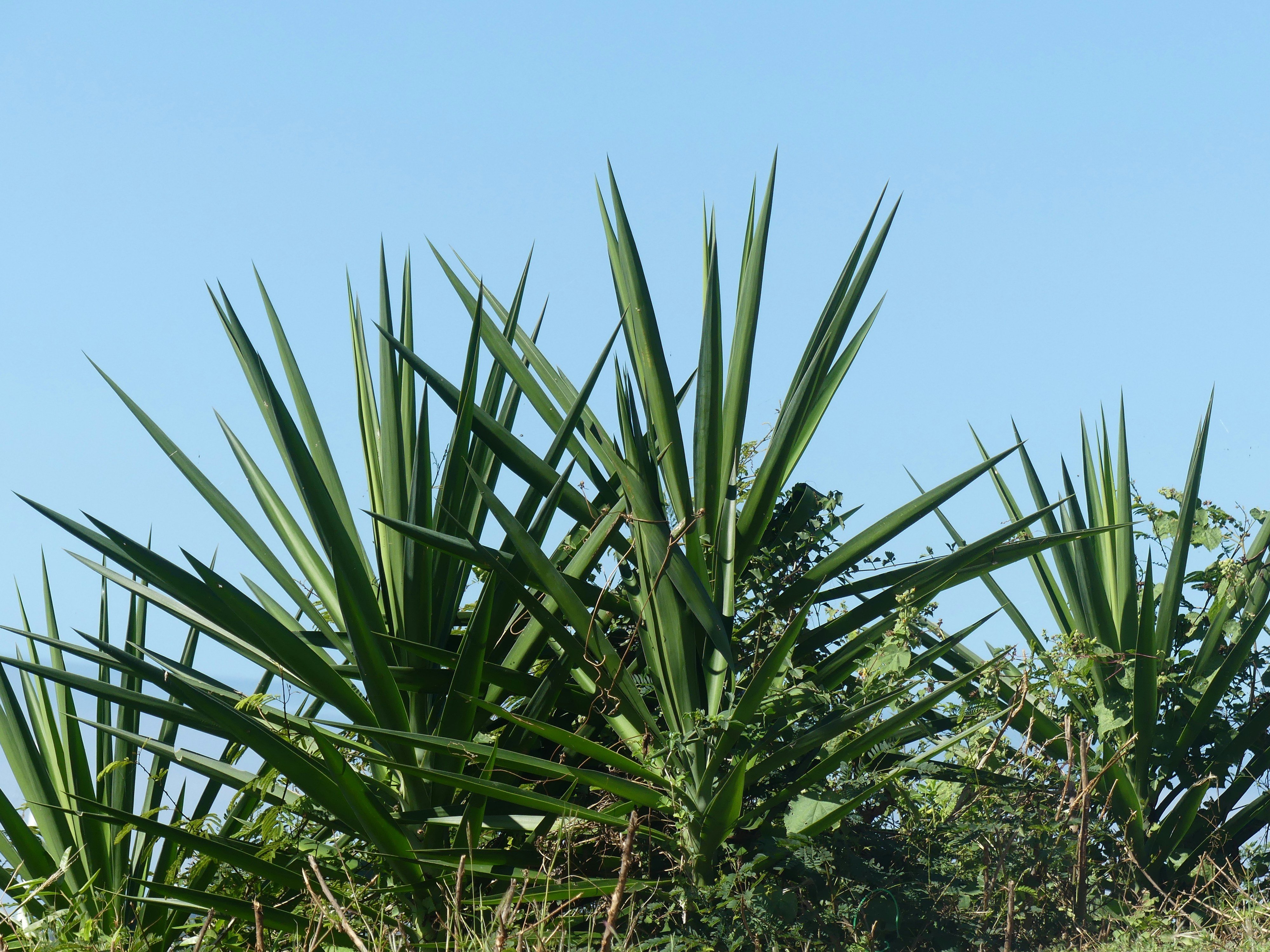 Photo by Teagan Cross with Panasonic Lumix FZ300