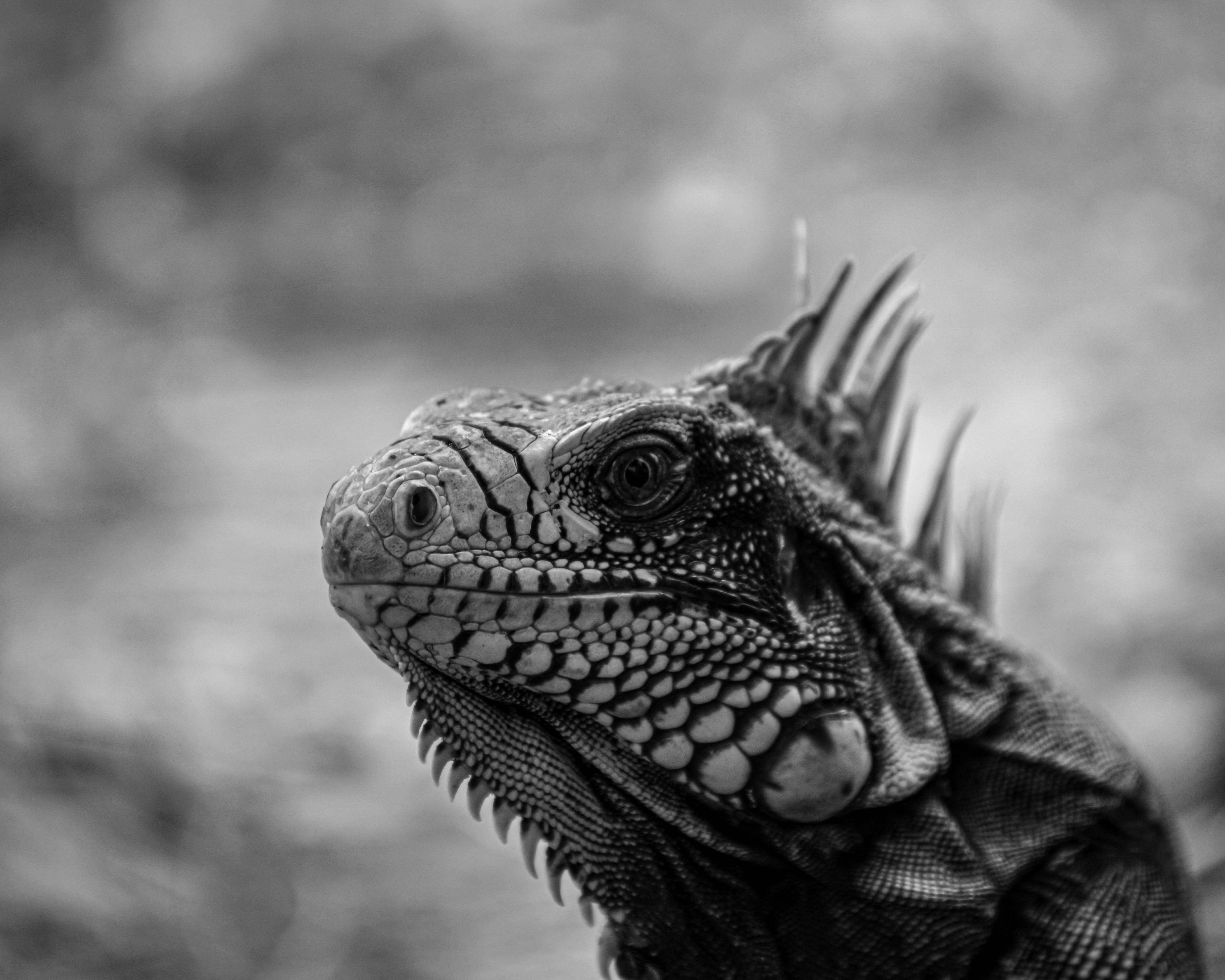 Monochrome Close-Up: Bearded Dragon's Armor and Focused Gaze