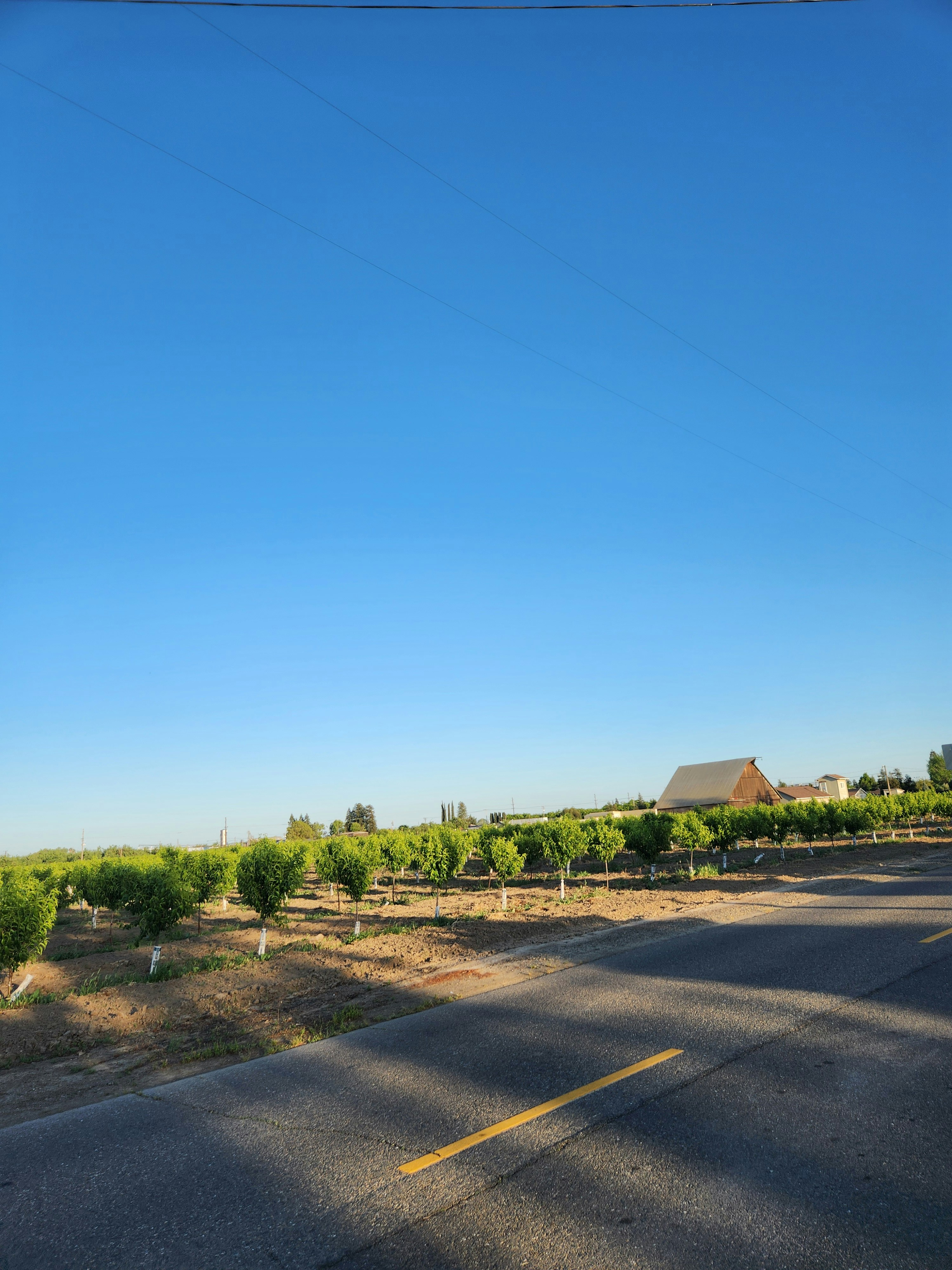 Rural road lined with young trees under a clear blue sky, with a distant barn visible on the horizon.