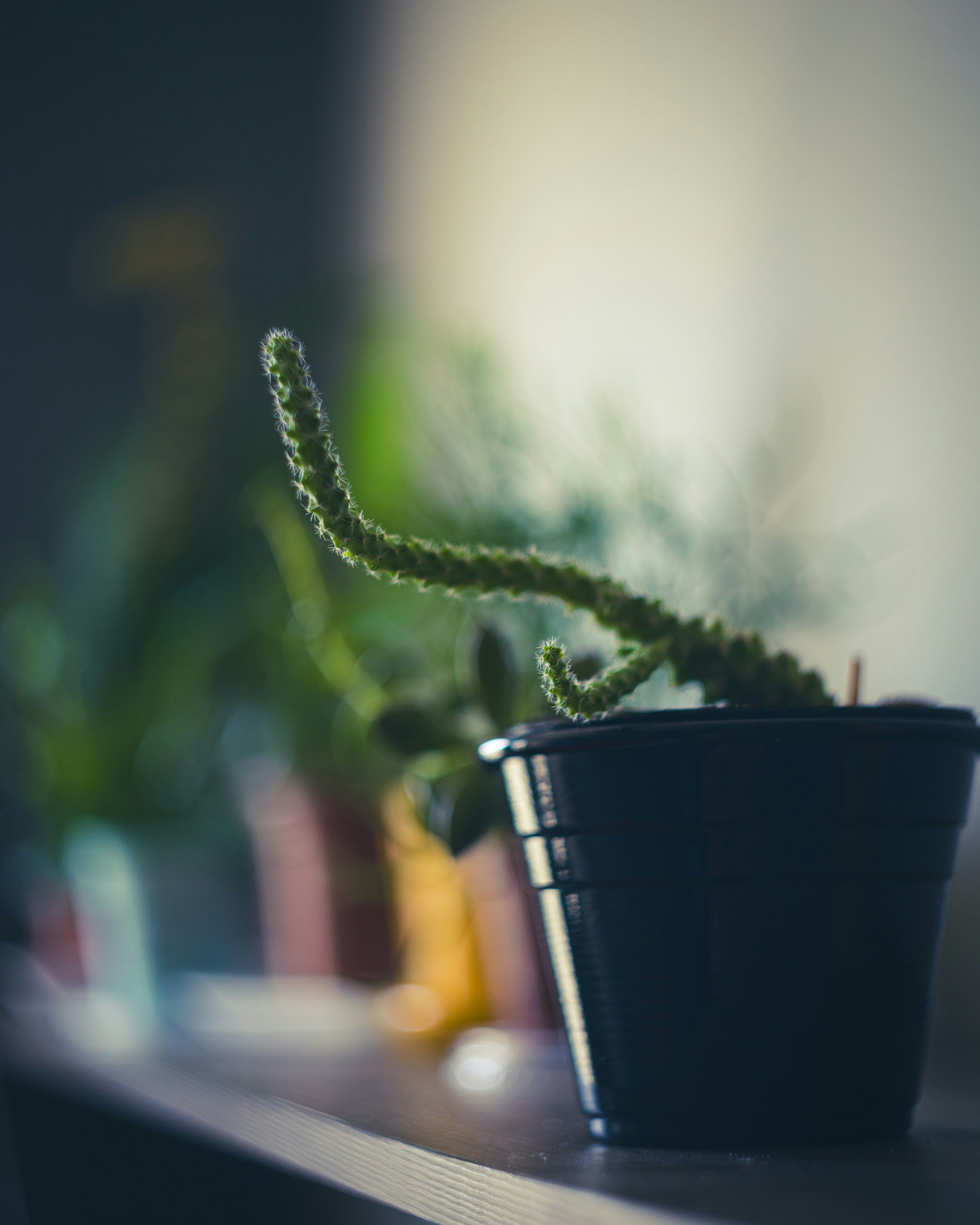Curved Green Tendrils in a Minimal Pot Scene