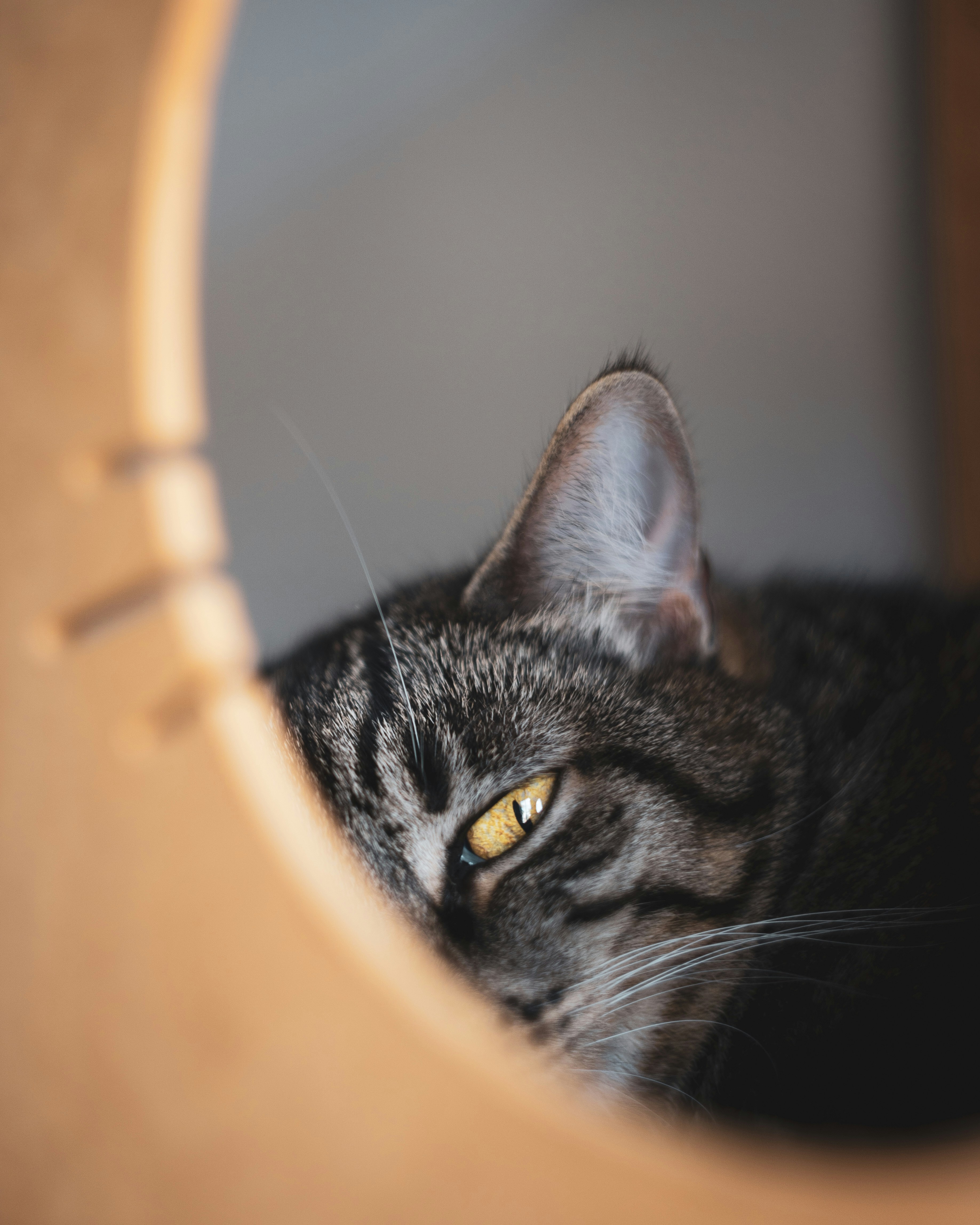Hidden Eye: A Tabby Peeking Through a Carved Light Ring