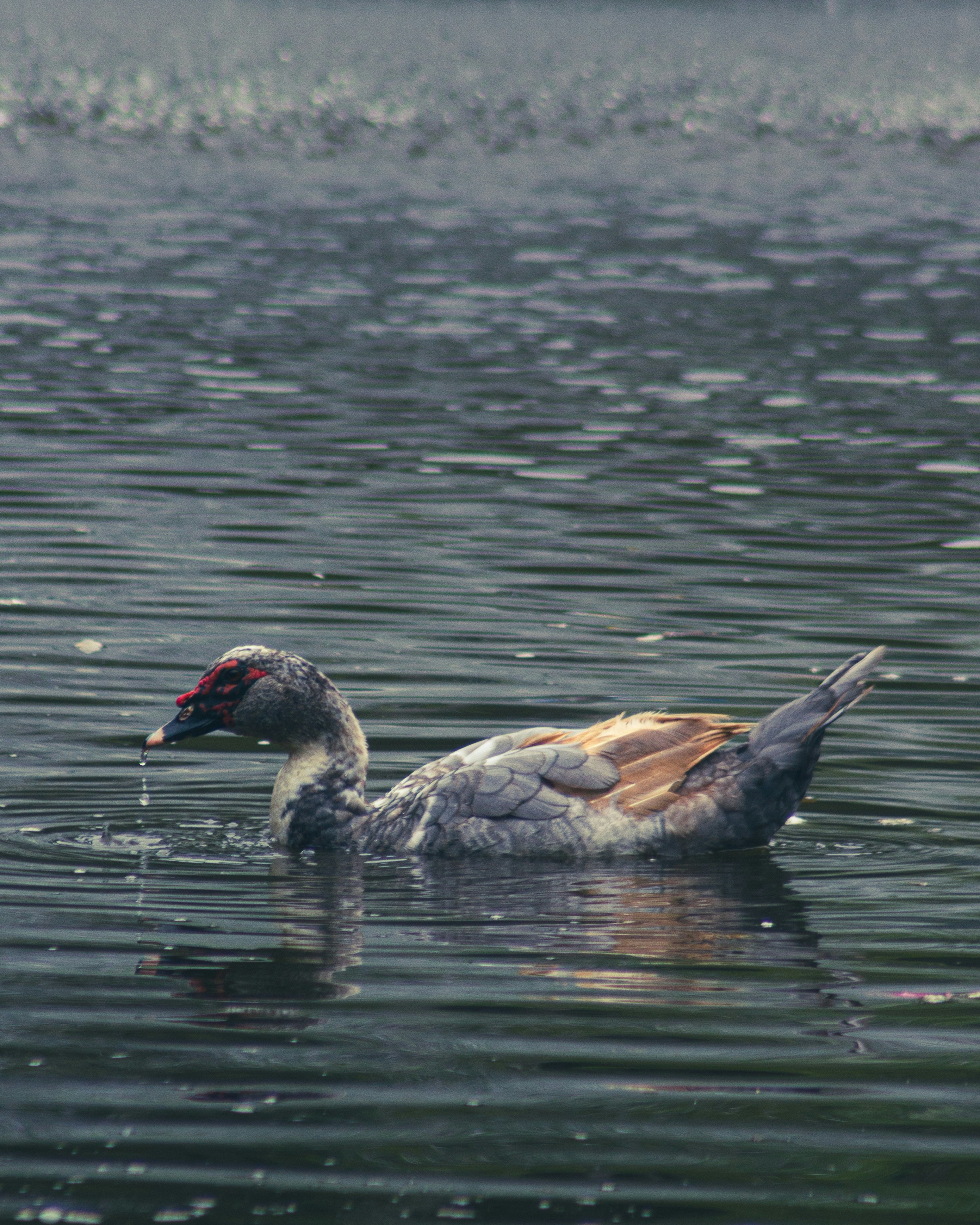 A duck floating on top of a body of water photo – Free Duck Image on ...