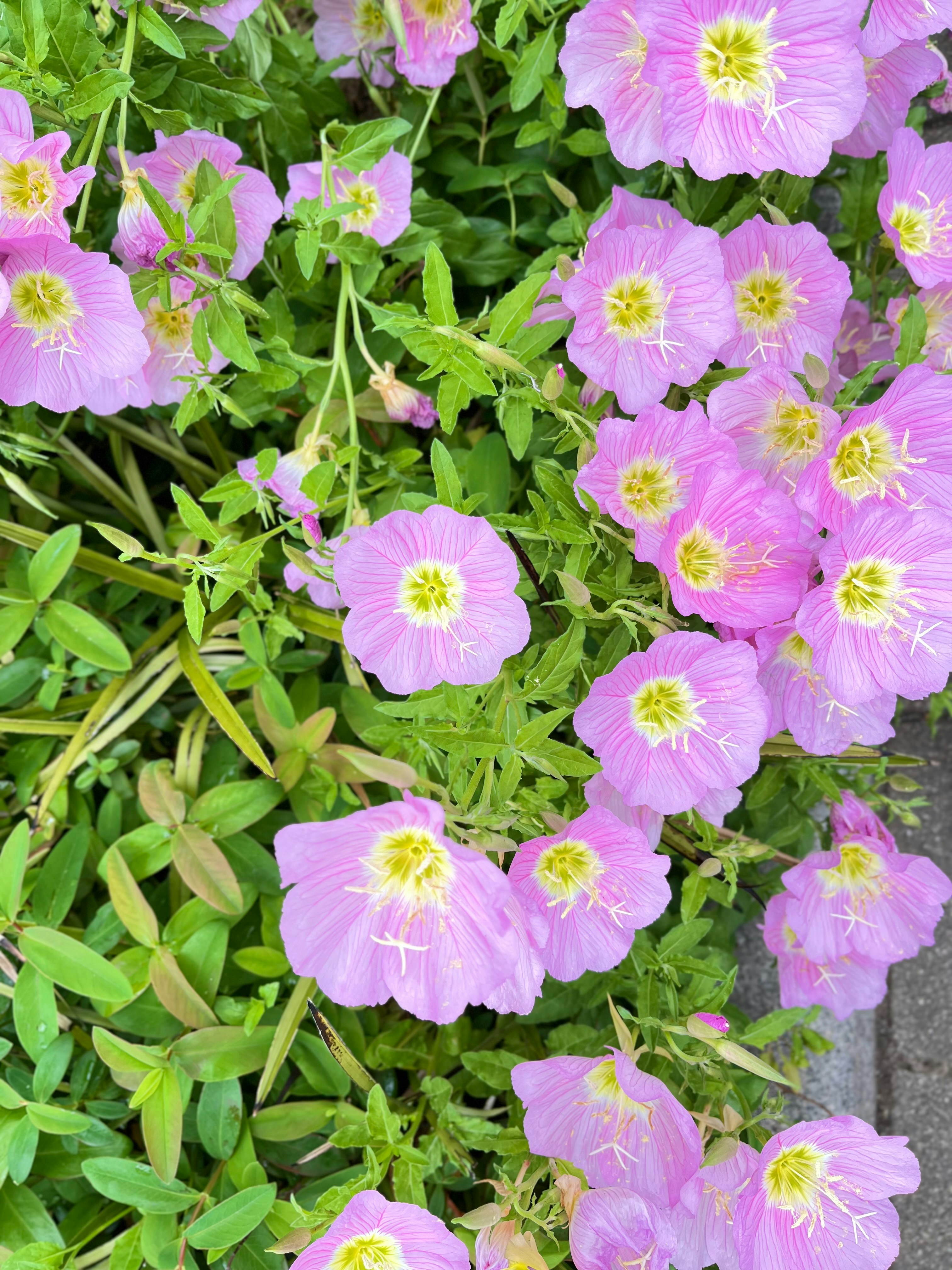 Pink Petal Parade: blossoms spilling over a sunlit sidewalk edge