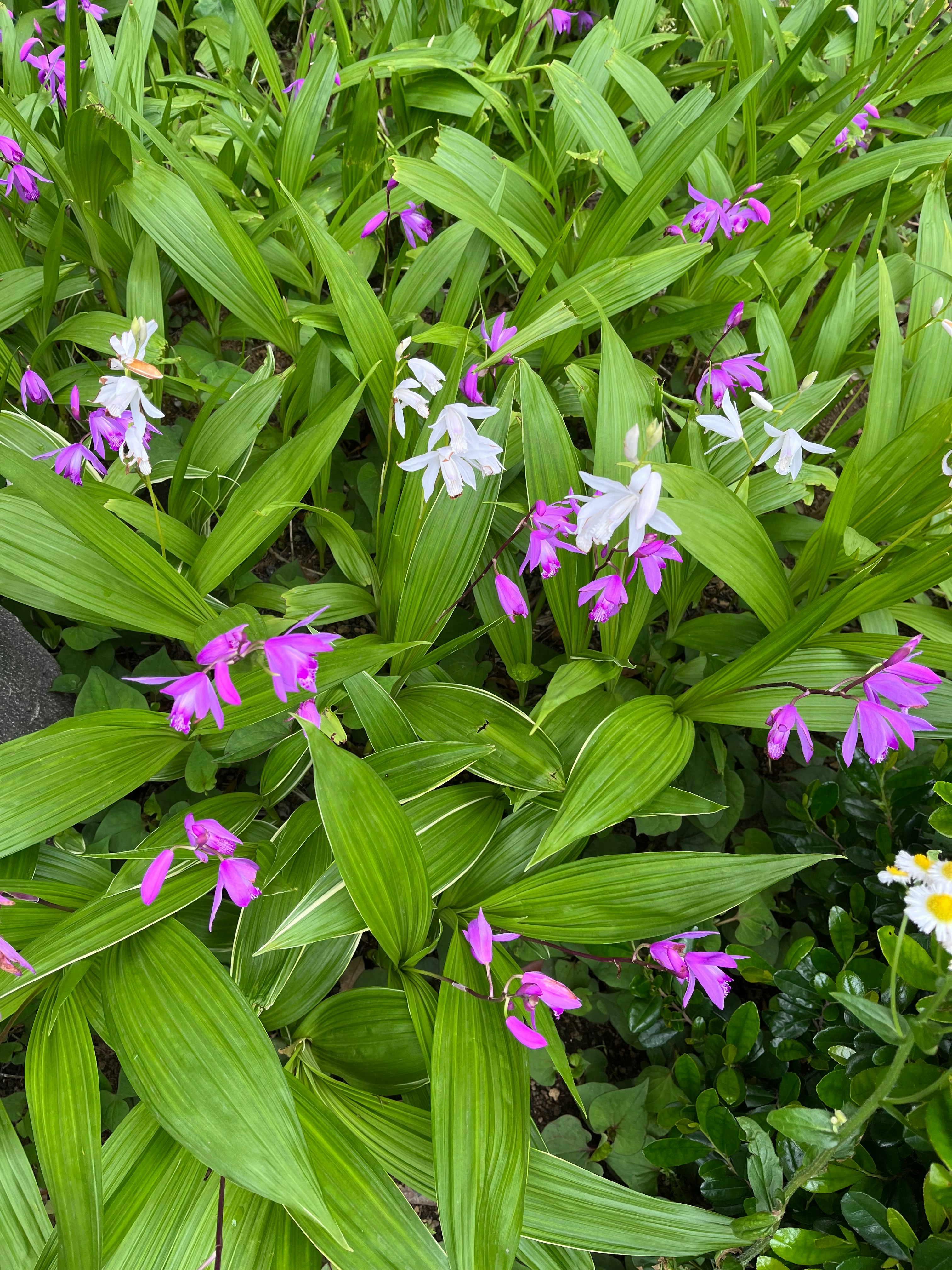 Mistress of the Lilac Garden: Framing Blooms Among Broad Leaves
