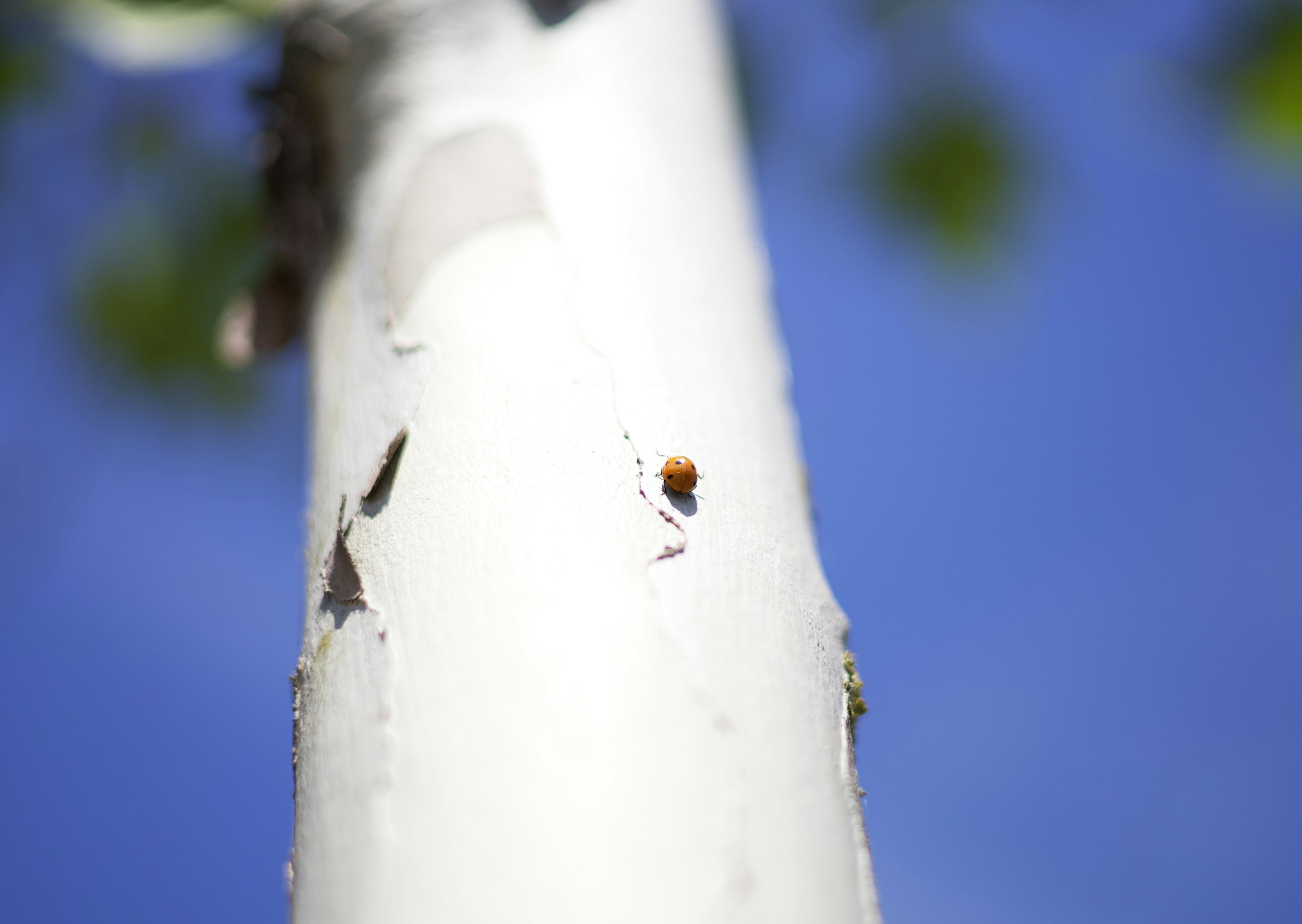 A close up of a tree with a bug on it photo – Free Denmark Image on ...