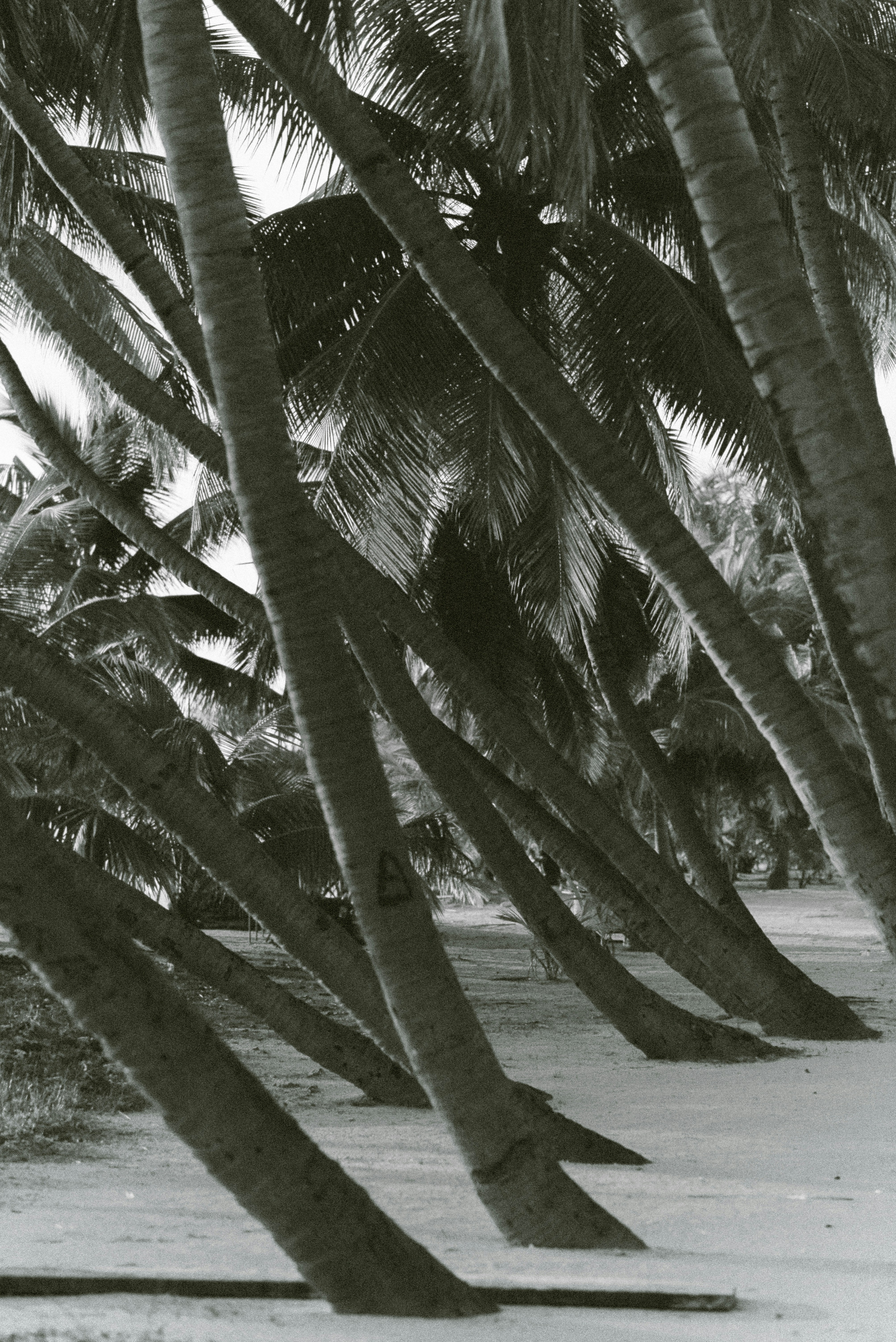 Diagonal Palm Trunks Over a Quiet Beach: A Monochrome Study in Texture and Light