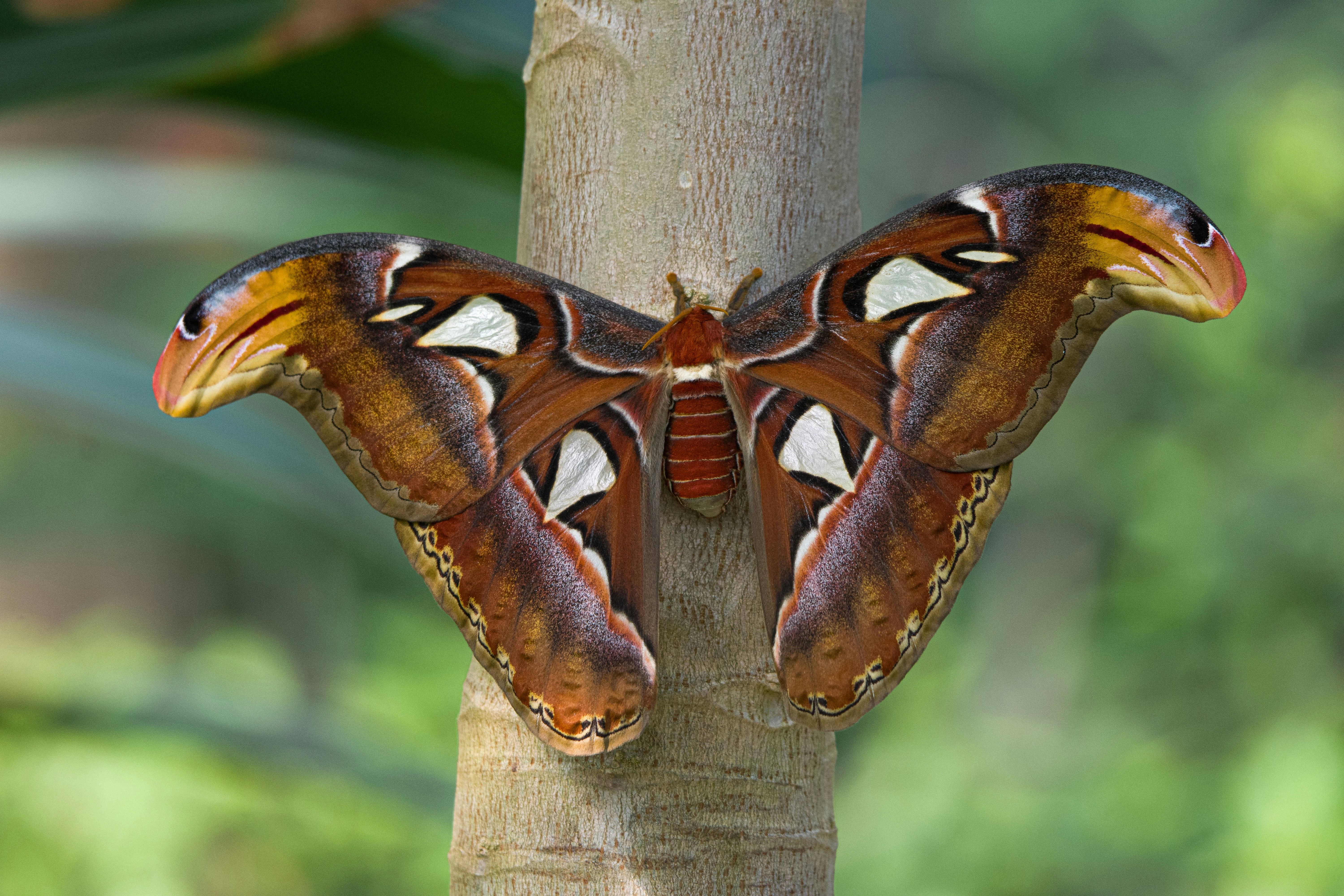 Foto Una gran mariposa marrón y blanca sentada en un árbol – Imagen ...