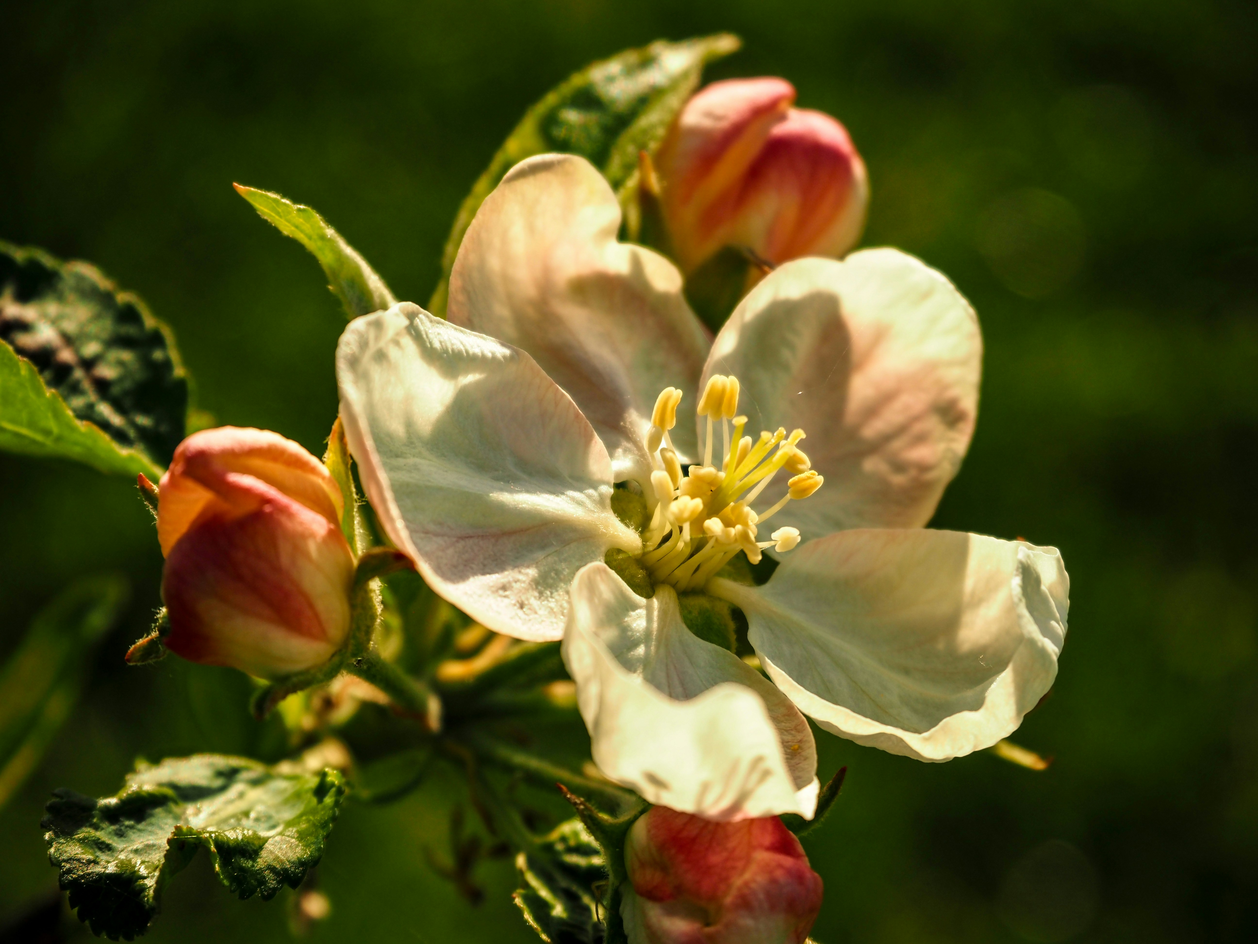 A close up of a flower on a tree photo – Free Gdańsk Image on Unsplash