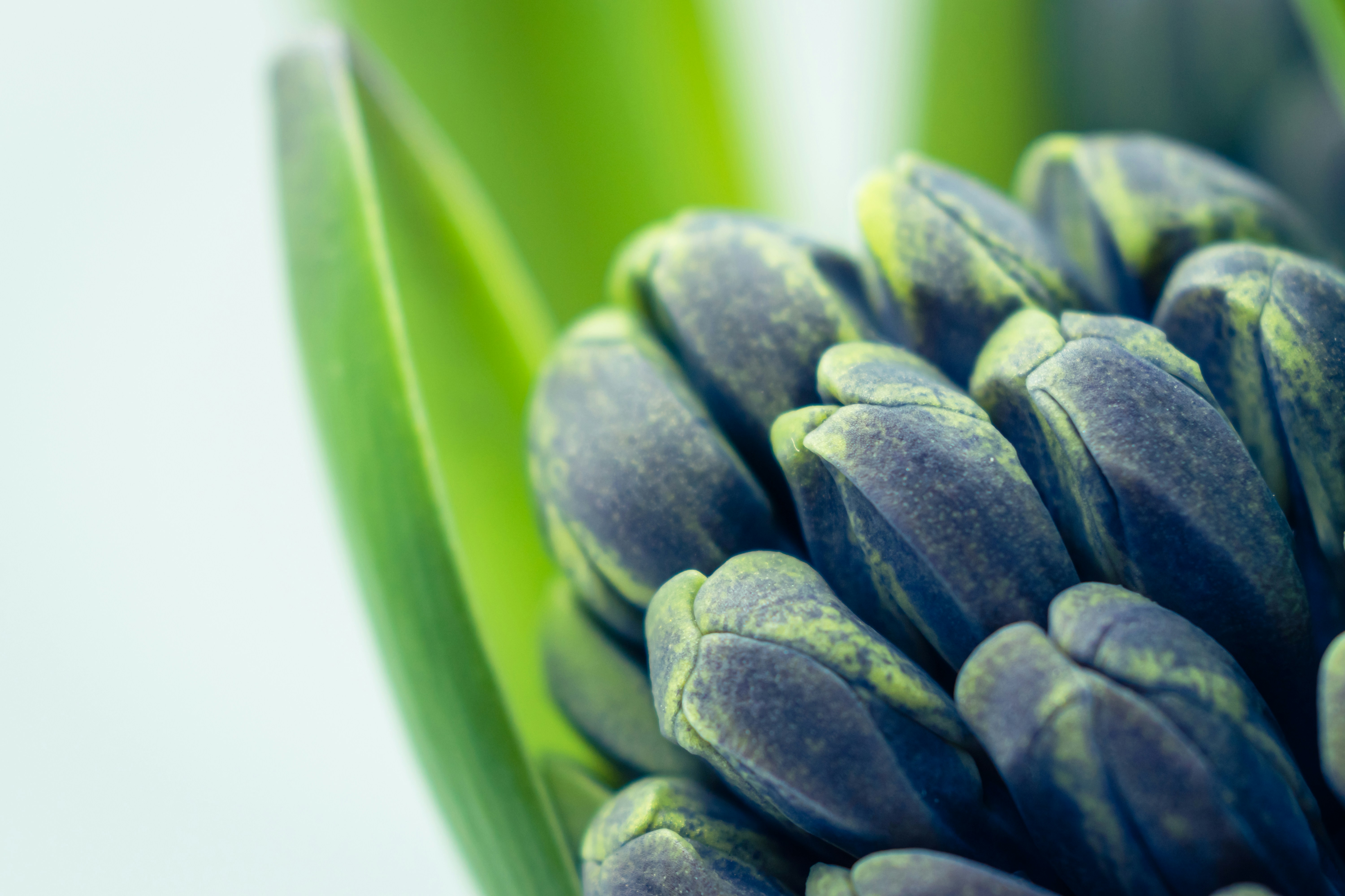 Macro Portrait of a Blue-Green Hyacinth Bud