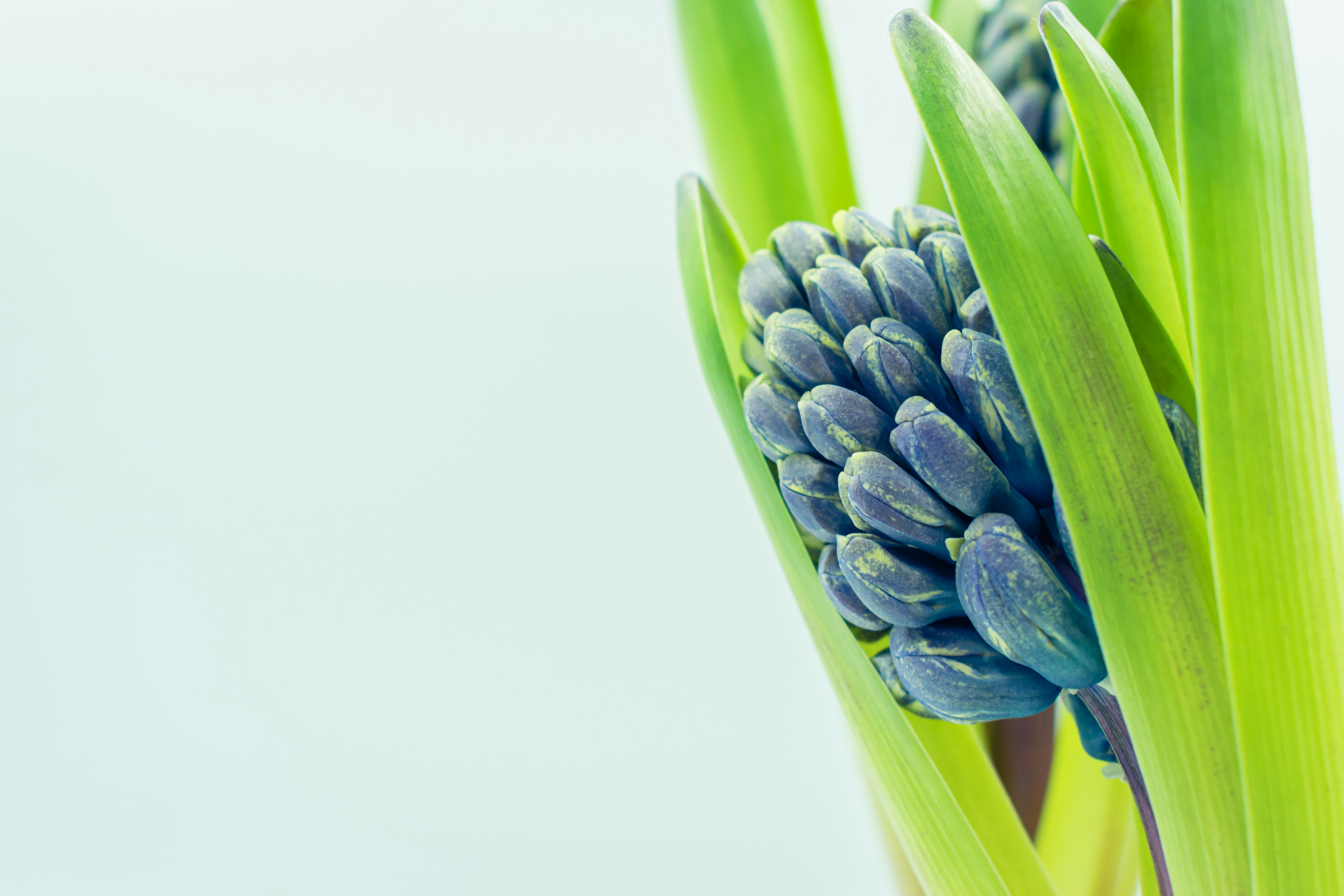 Cobalt Hyacinth Bud Entwined by Lime Leaves