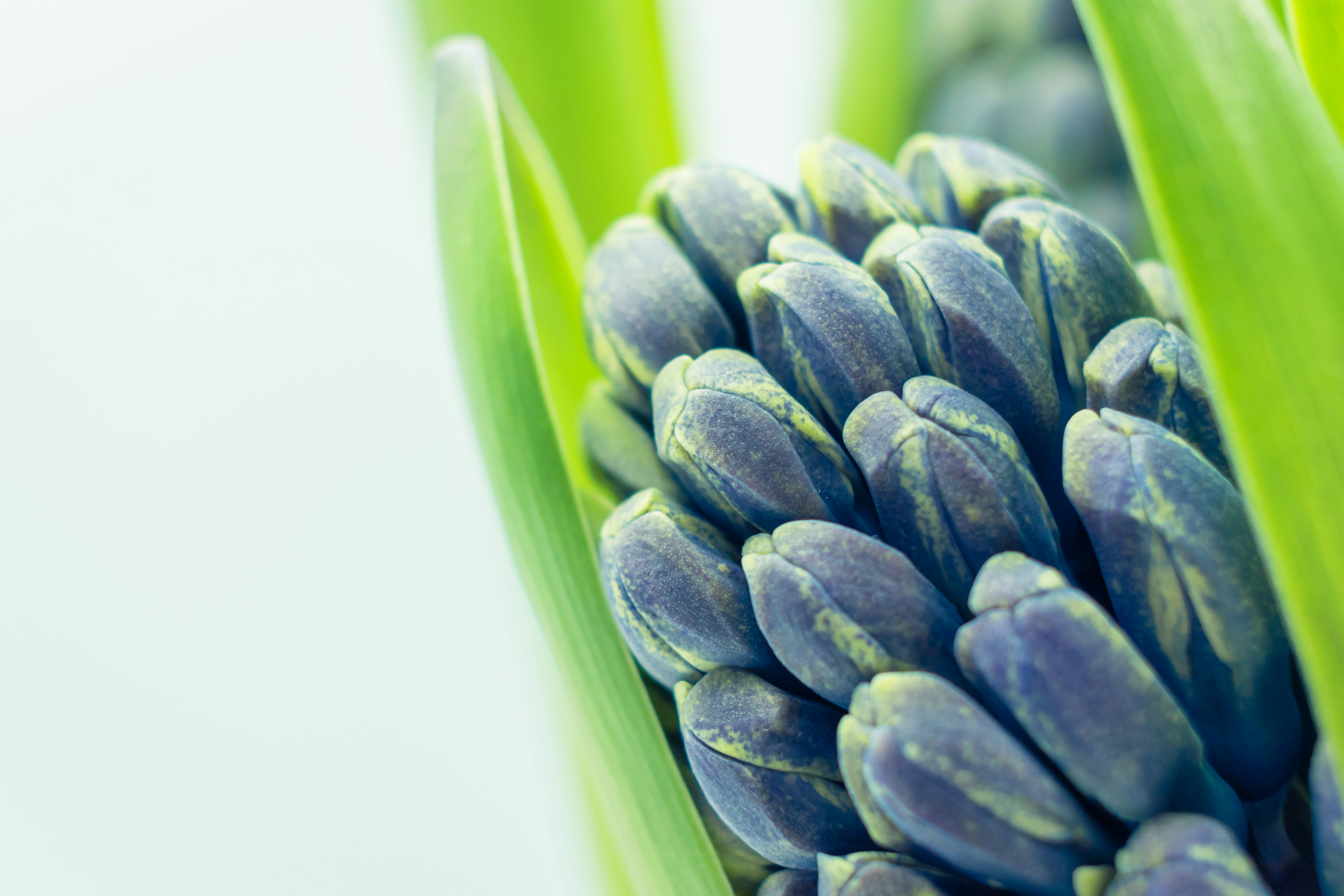 Indigo Hyacinth Buds: A Macro Portrait of Dense Blue-Purple Cluster
