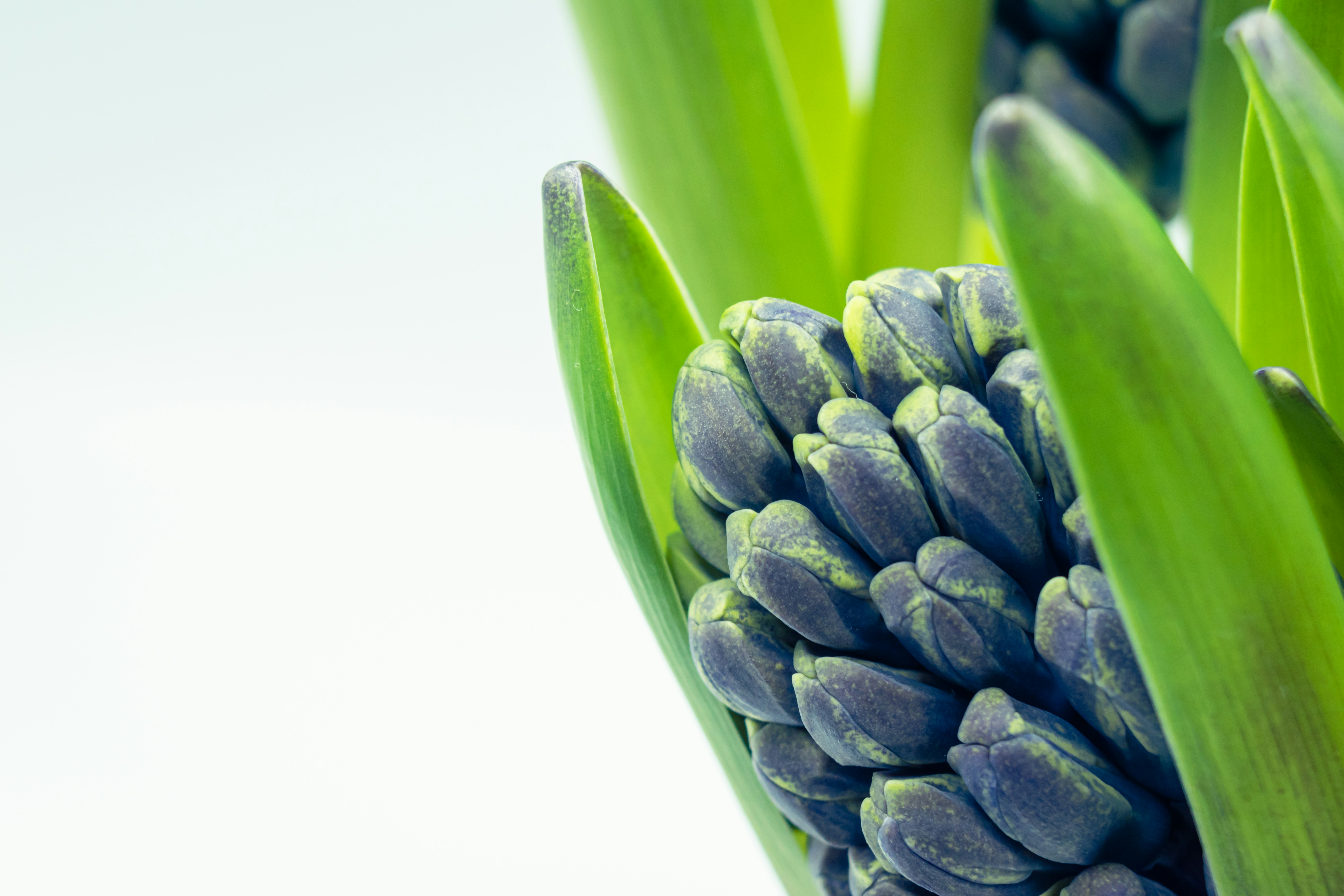 Azure Buds Against White: A Minimal Macro Portrait