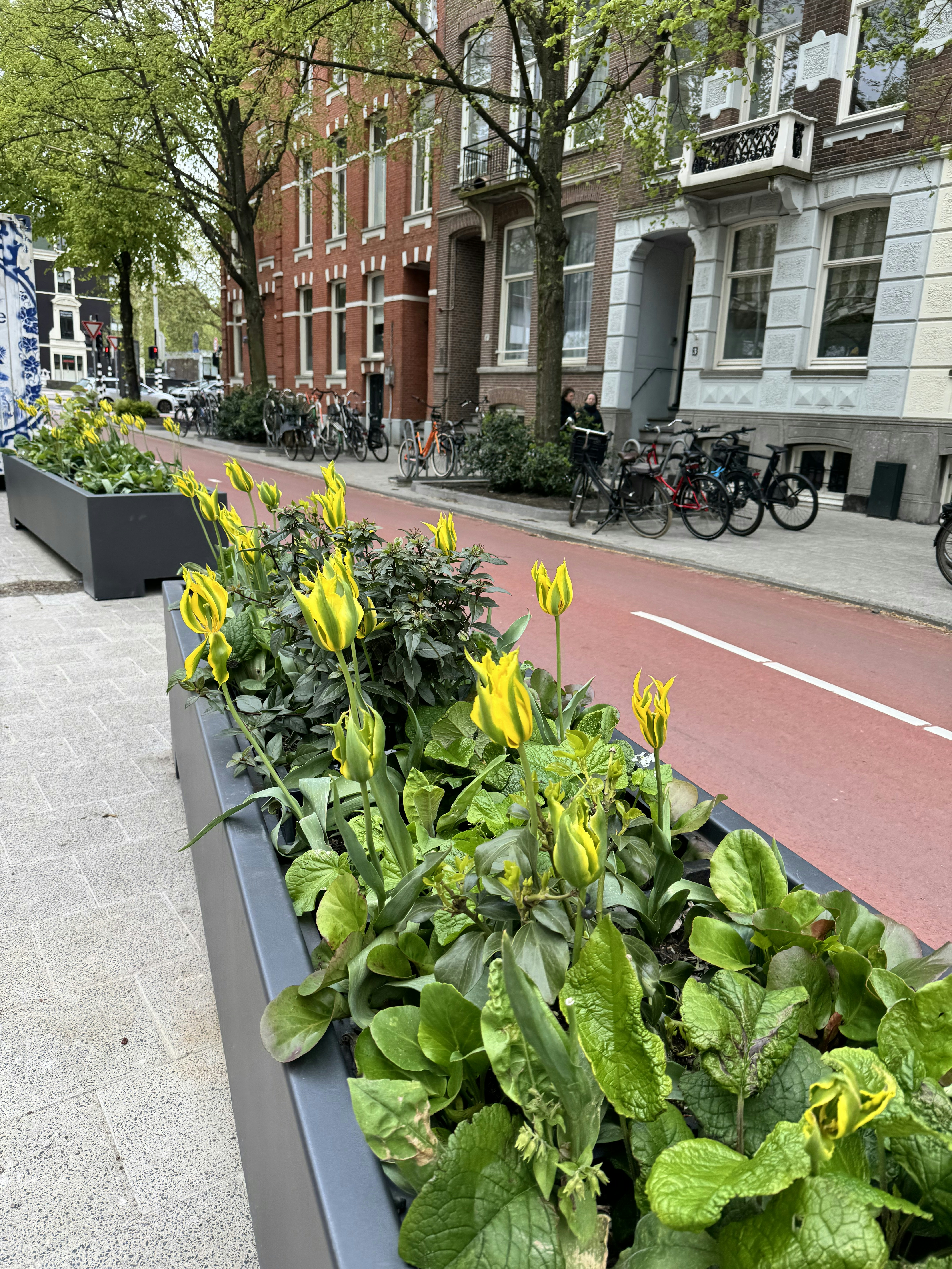 Tulips in a City Planter Anchor a Bicycle-Lined Street