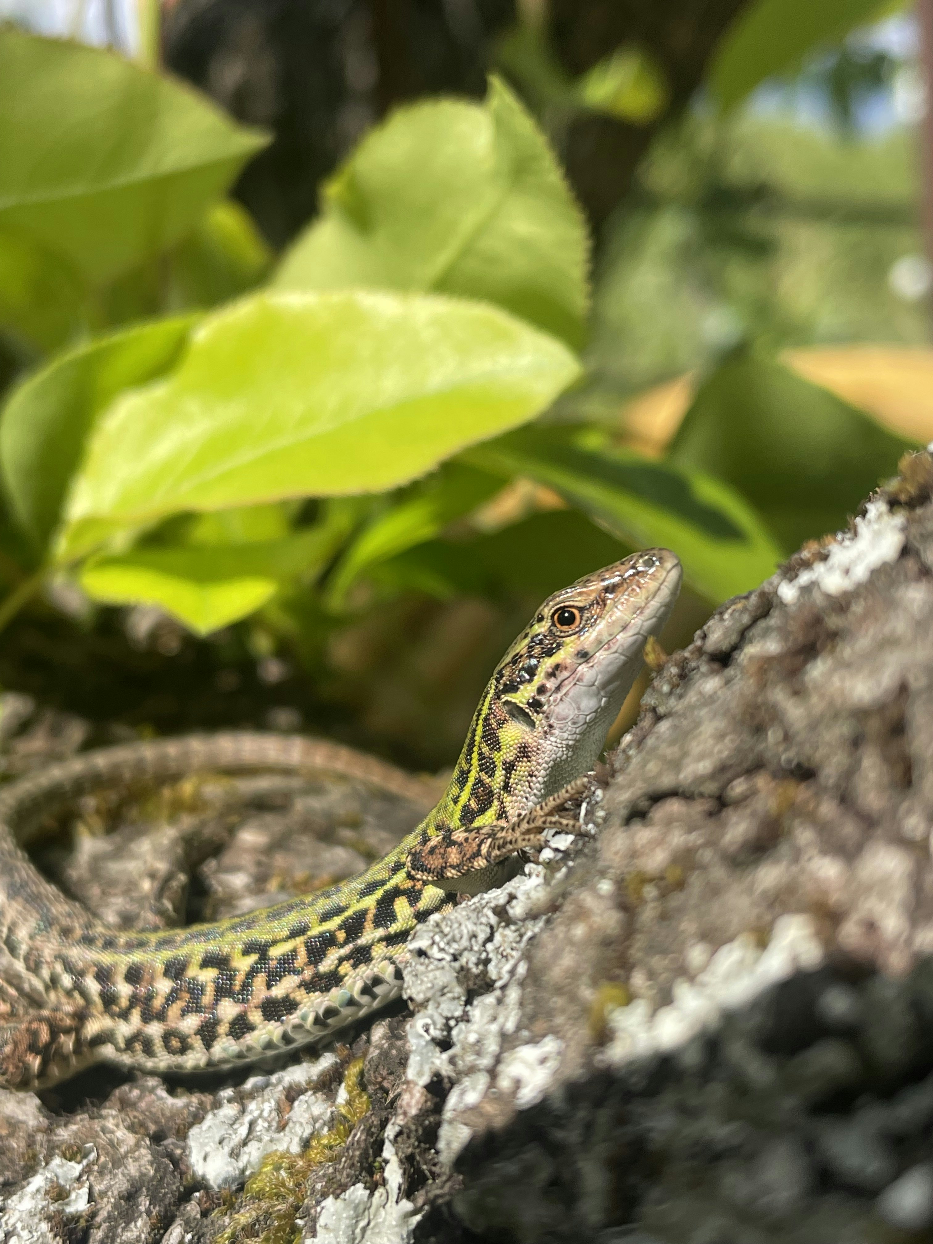 Striped lizard emerging from rocky ledge under sun-dappled leaves