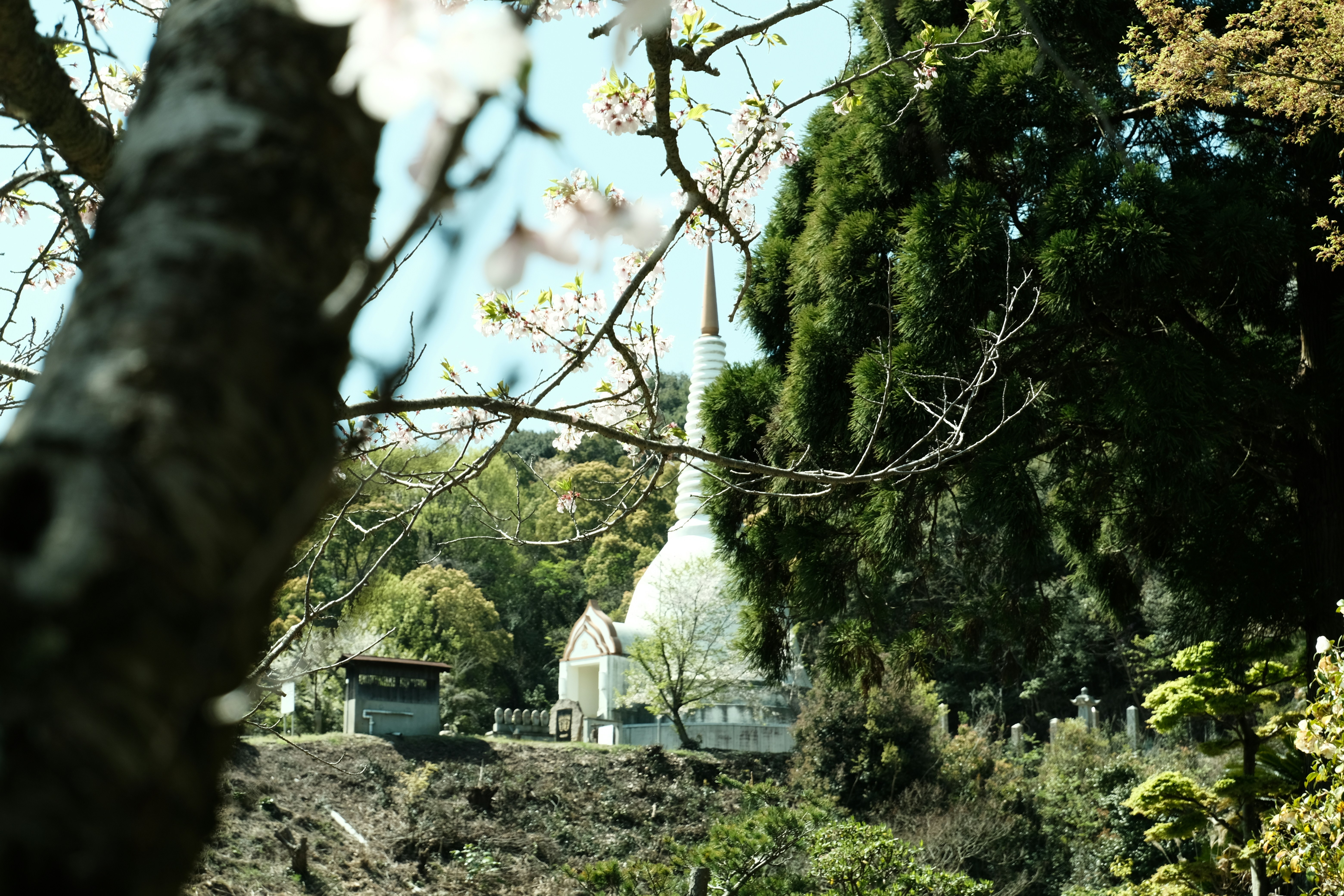 White Spire Emerging Through Spring Branches