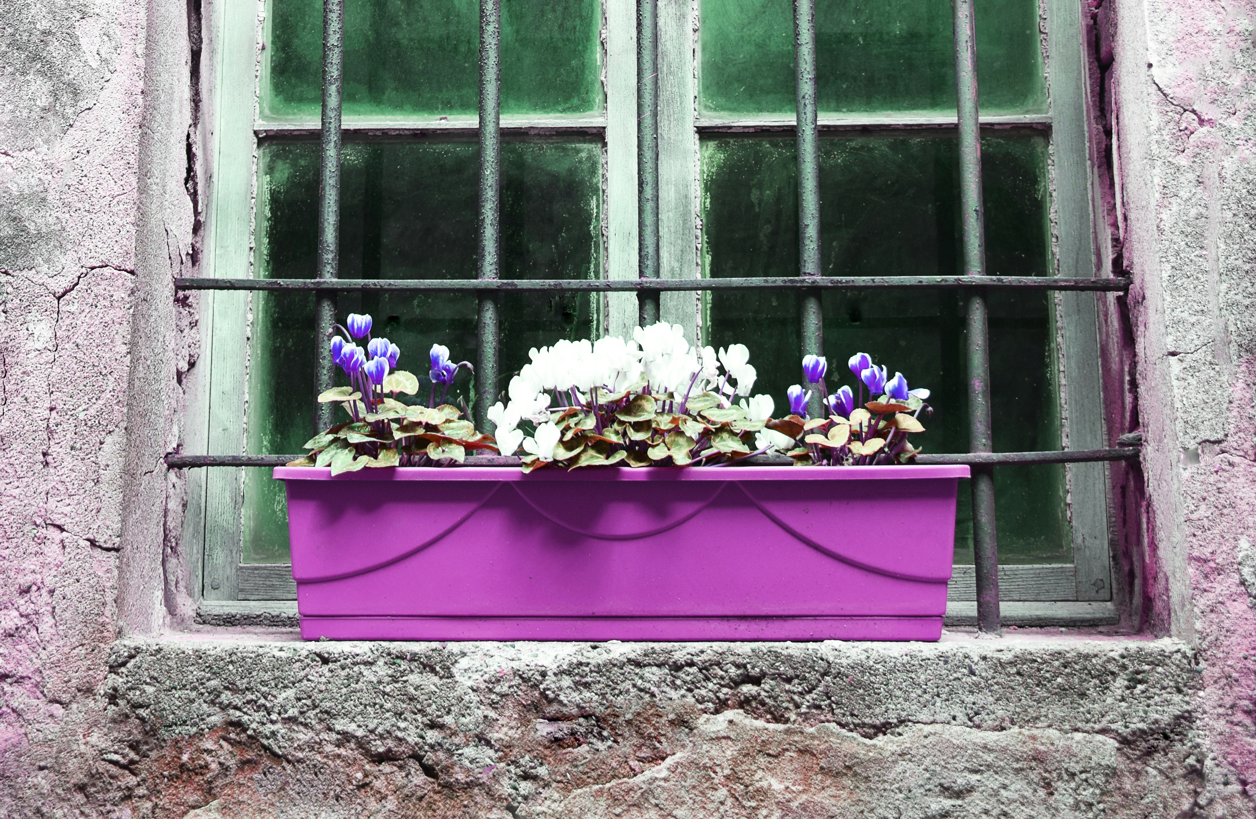 A purple window box with flowers in it photo – Free Italy Image on Unsplash