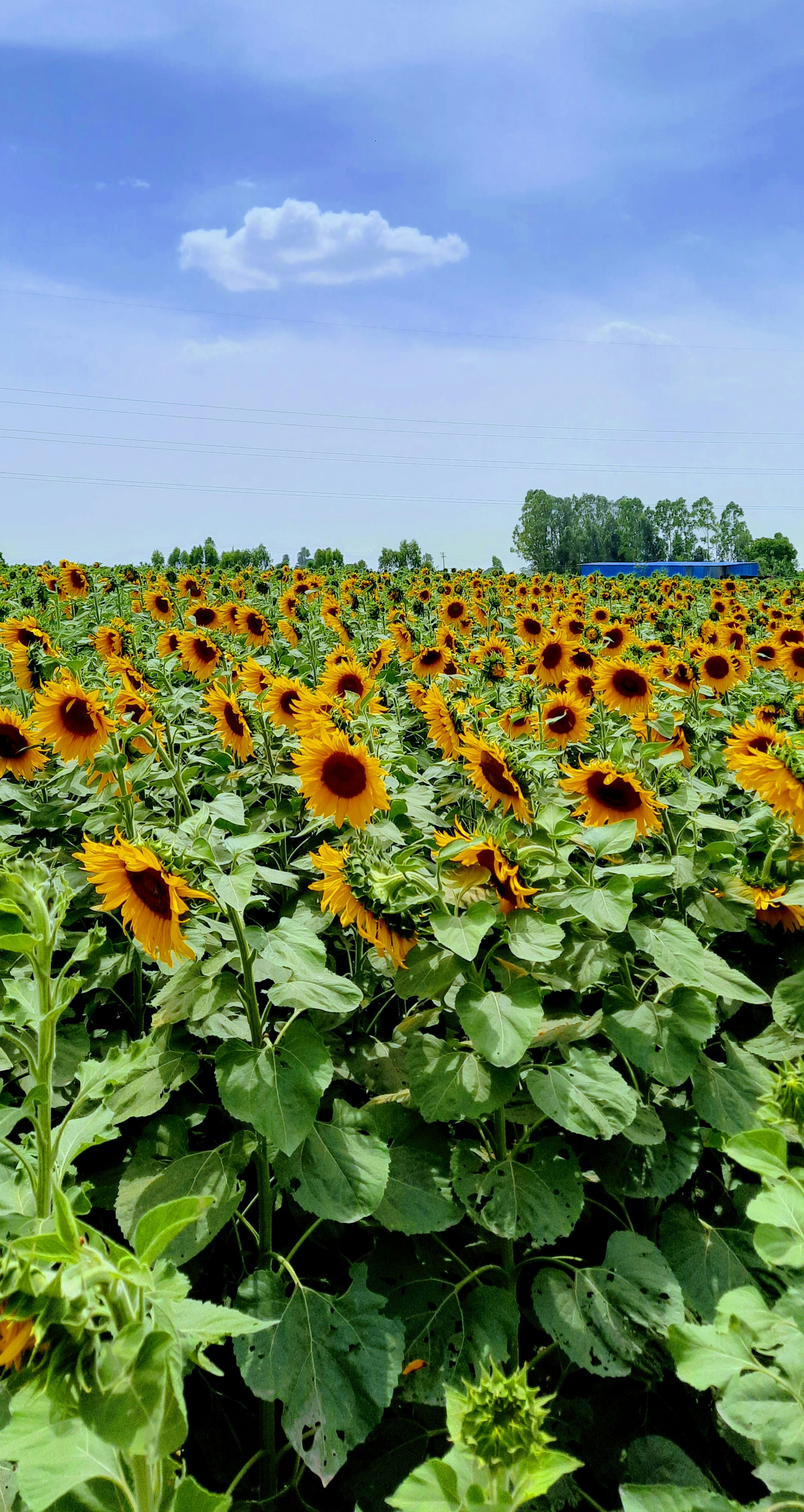 Dense field of sunflowers stretches to the horizon beneath a bright, clear blue sky.