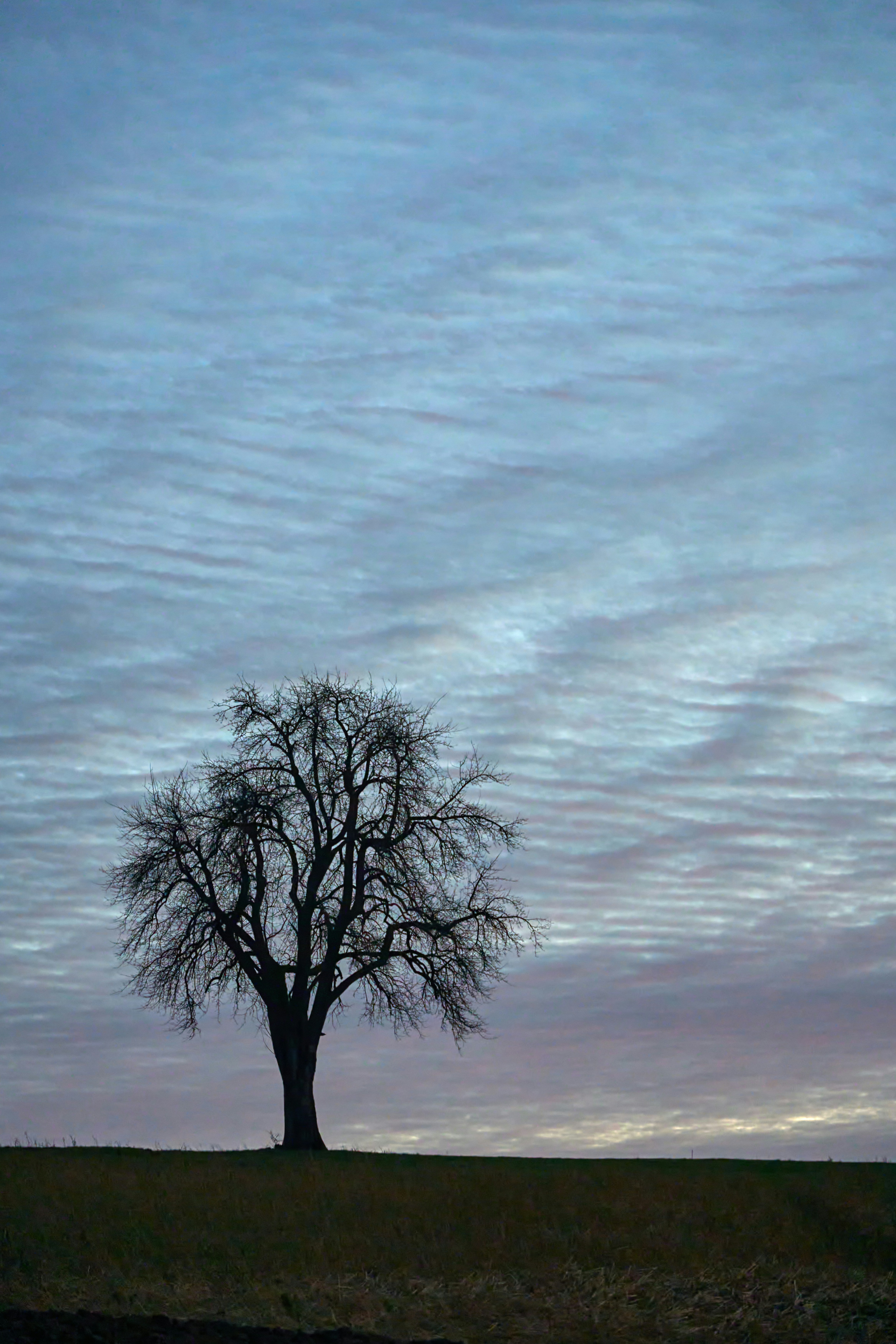 Solitary Tree Silhouette on a Quiet Horizon Under Layered Dusk Clouds