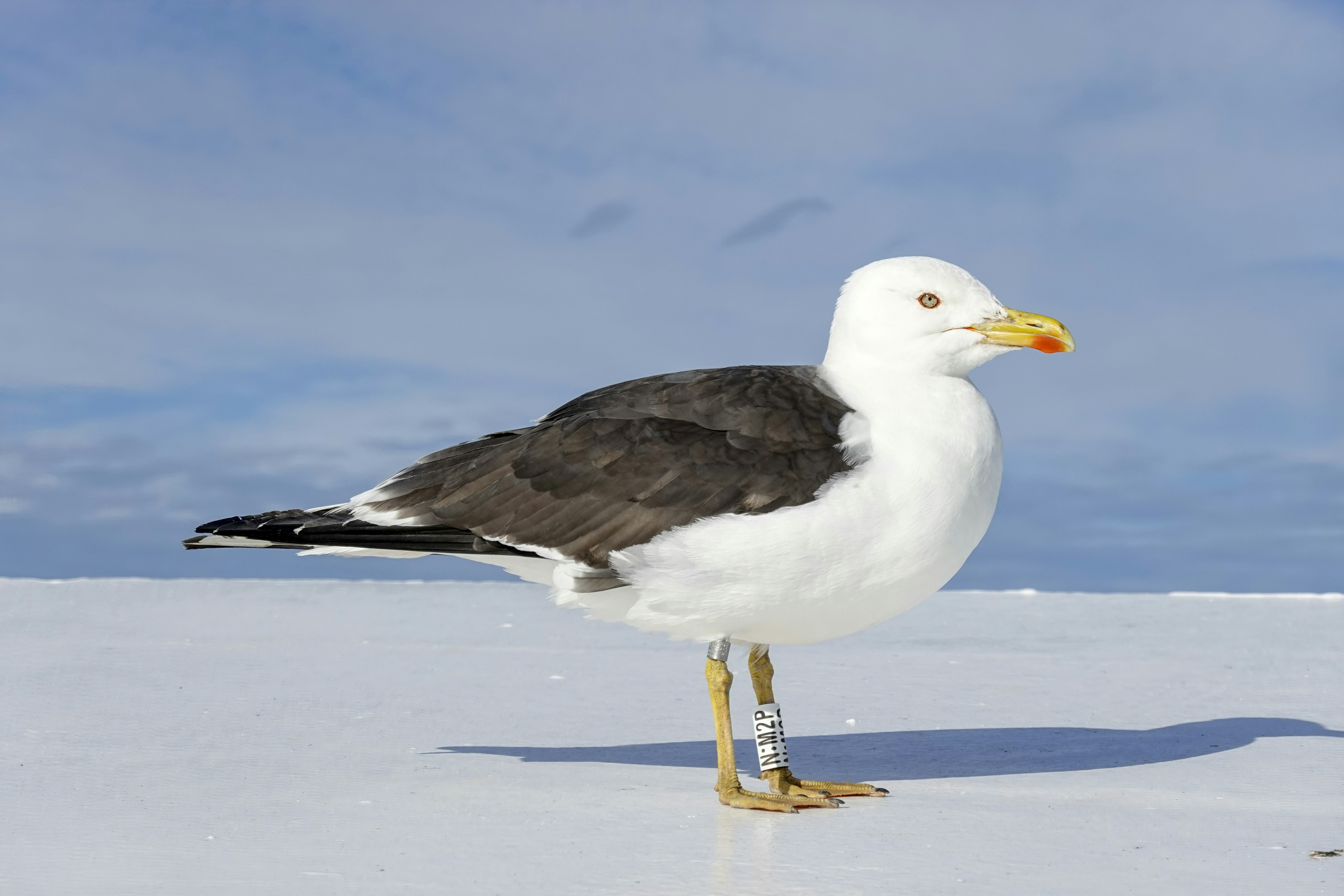 Photo by Hoyoun Lee with Sony Cyber-shot RX100 VI