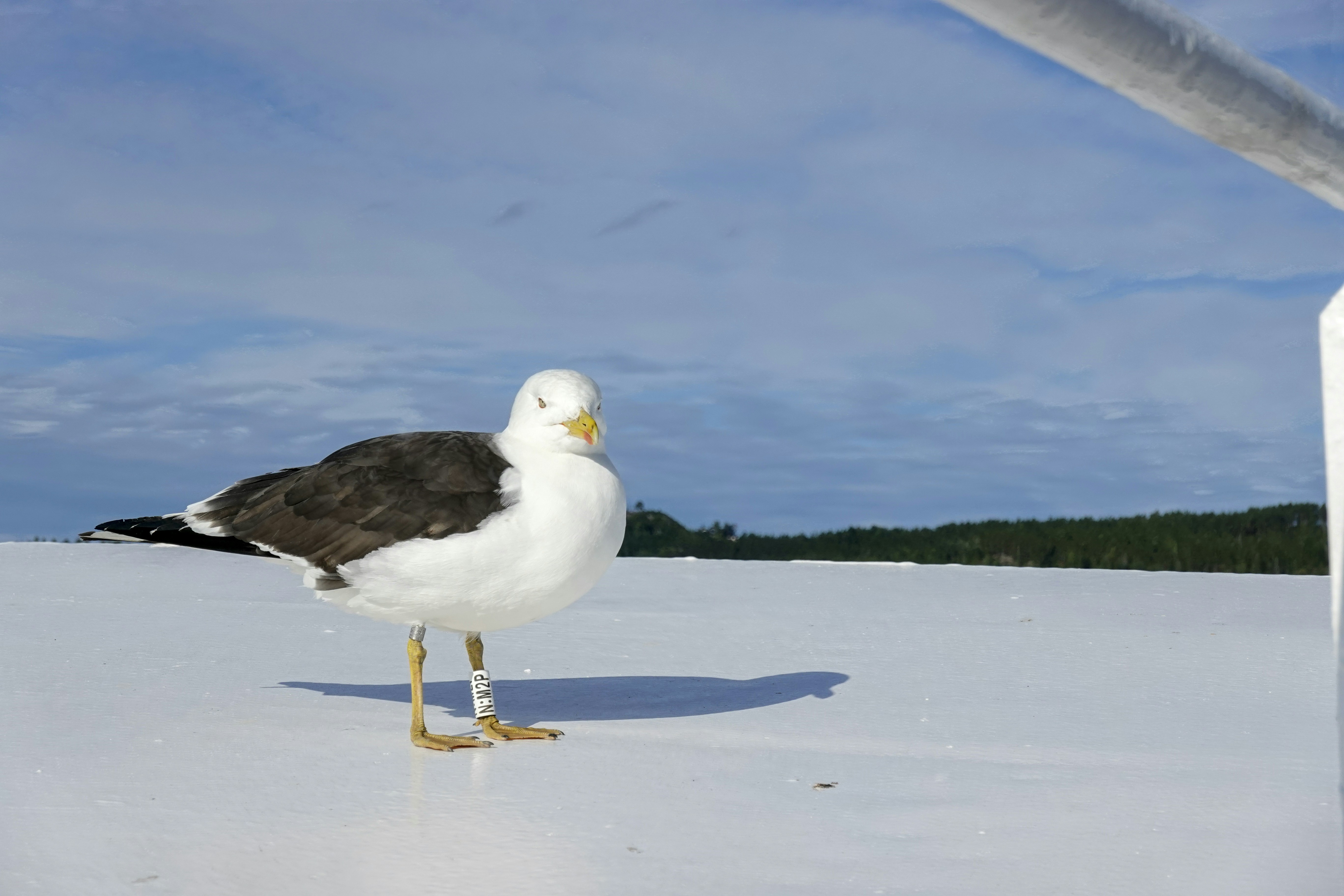 Seagull Sentinel on Sunlit Snow