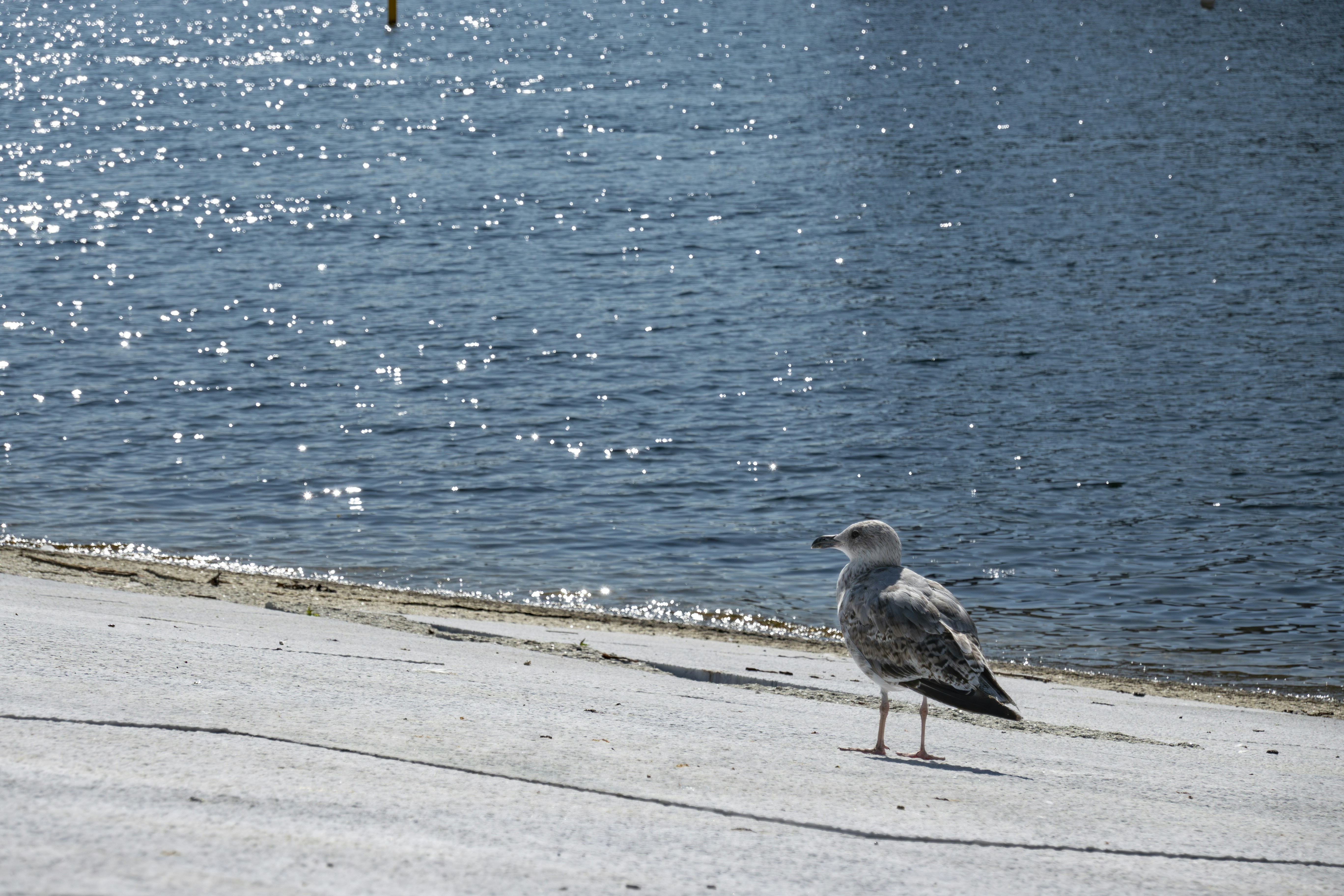 Jetty Sentinel: a lone gull at the sunlit harbor edge
