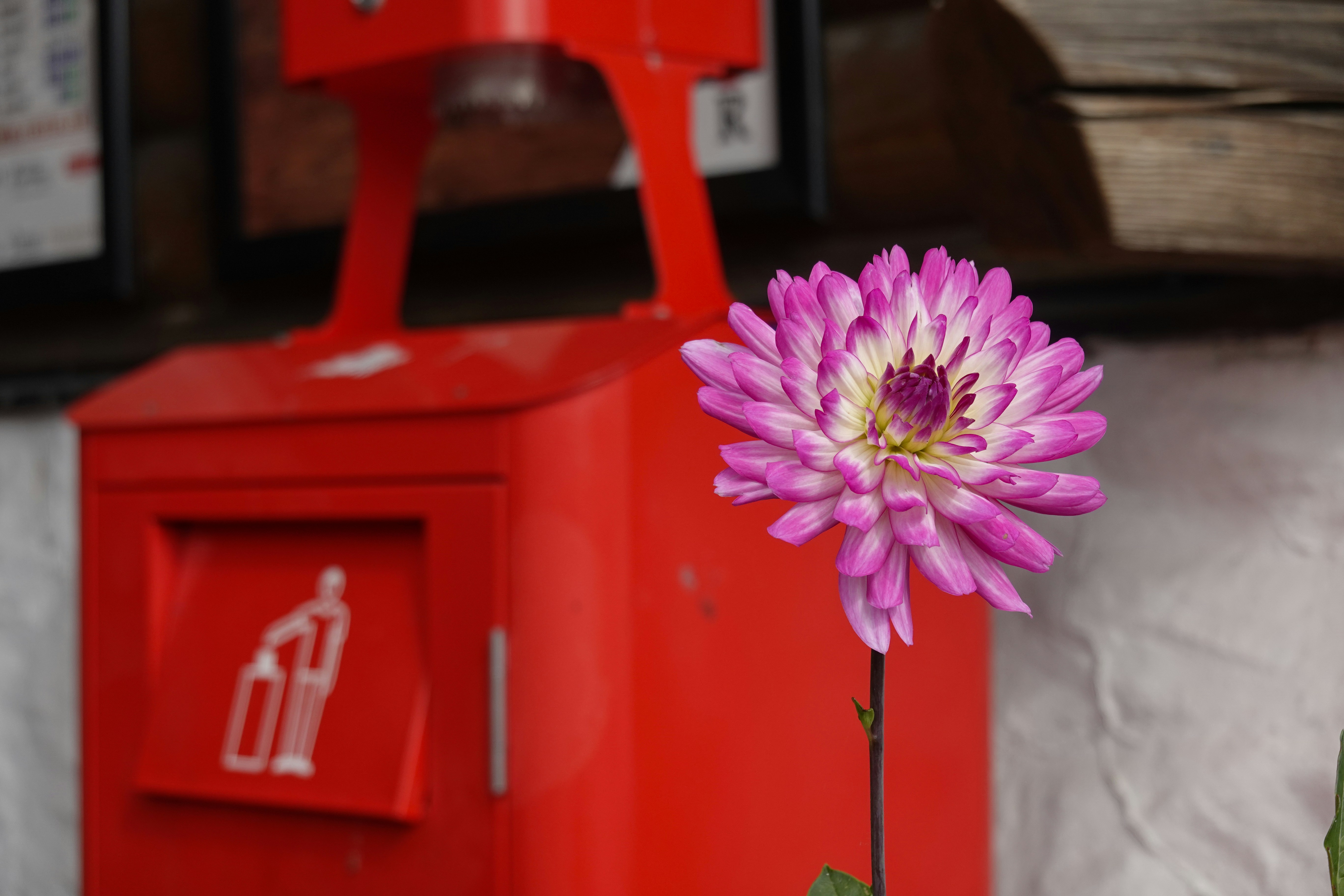 Petal Spotlight: Pink Dahlia by a Crimson Mailbox