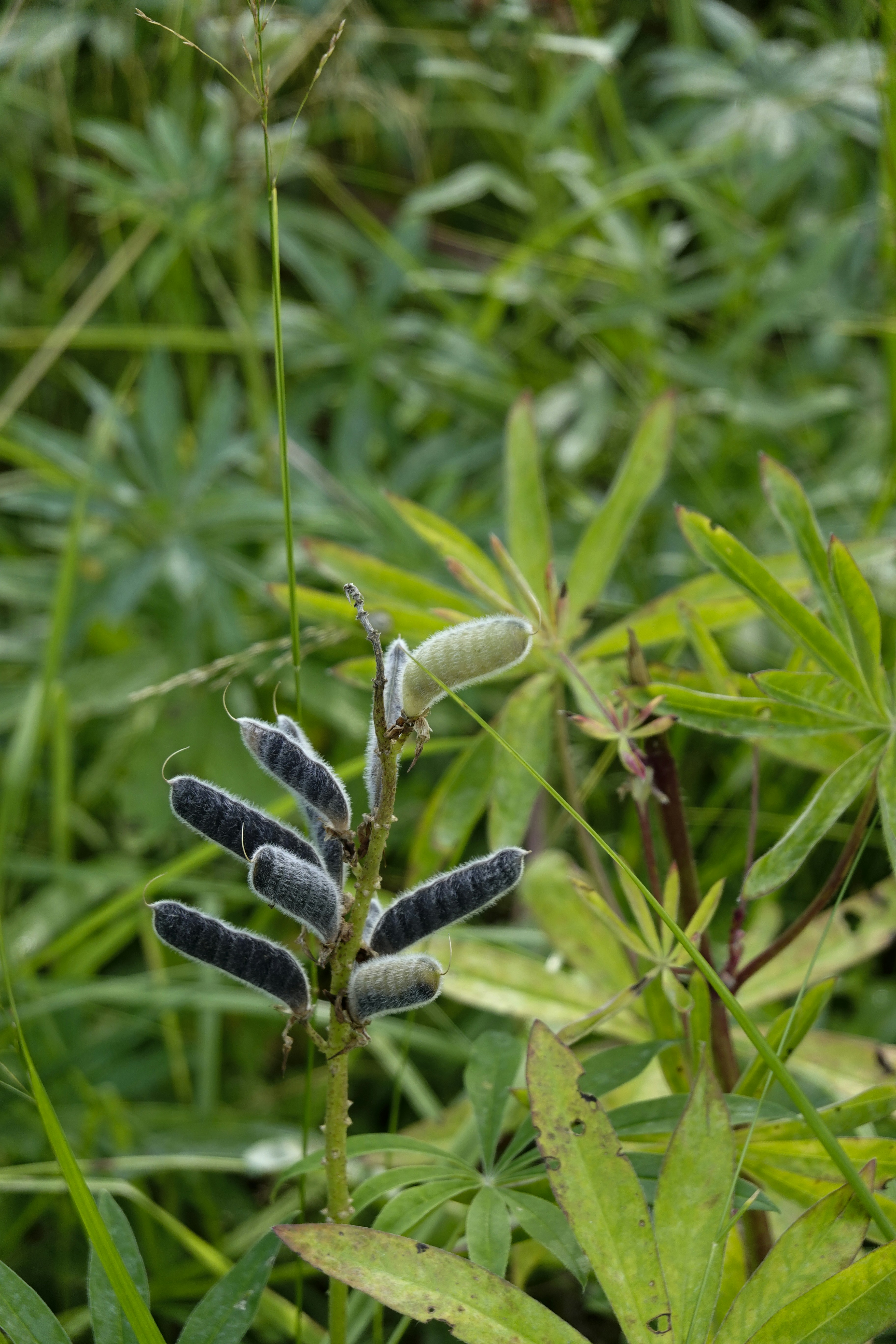 Velvet Legume Pods Clinging to a Slim Stem in Dense Foliage