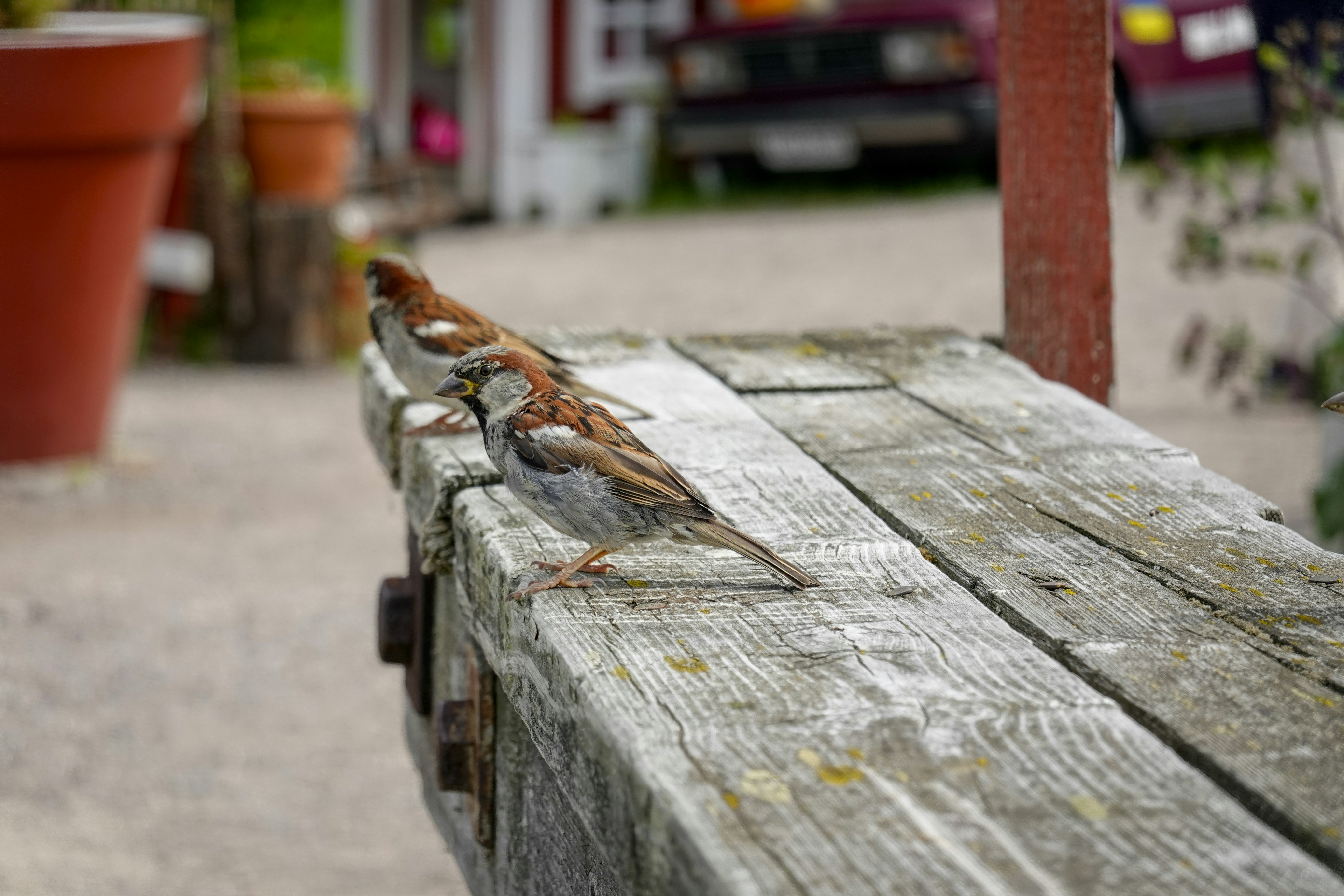 Two Sparrows on a Weathered Wooden Rail in a Quiet Courtyard