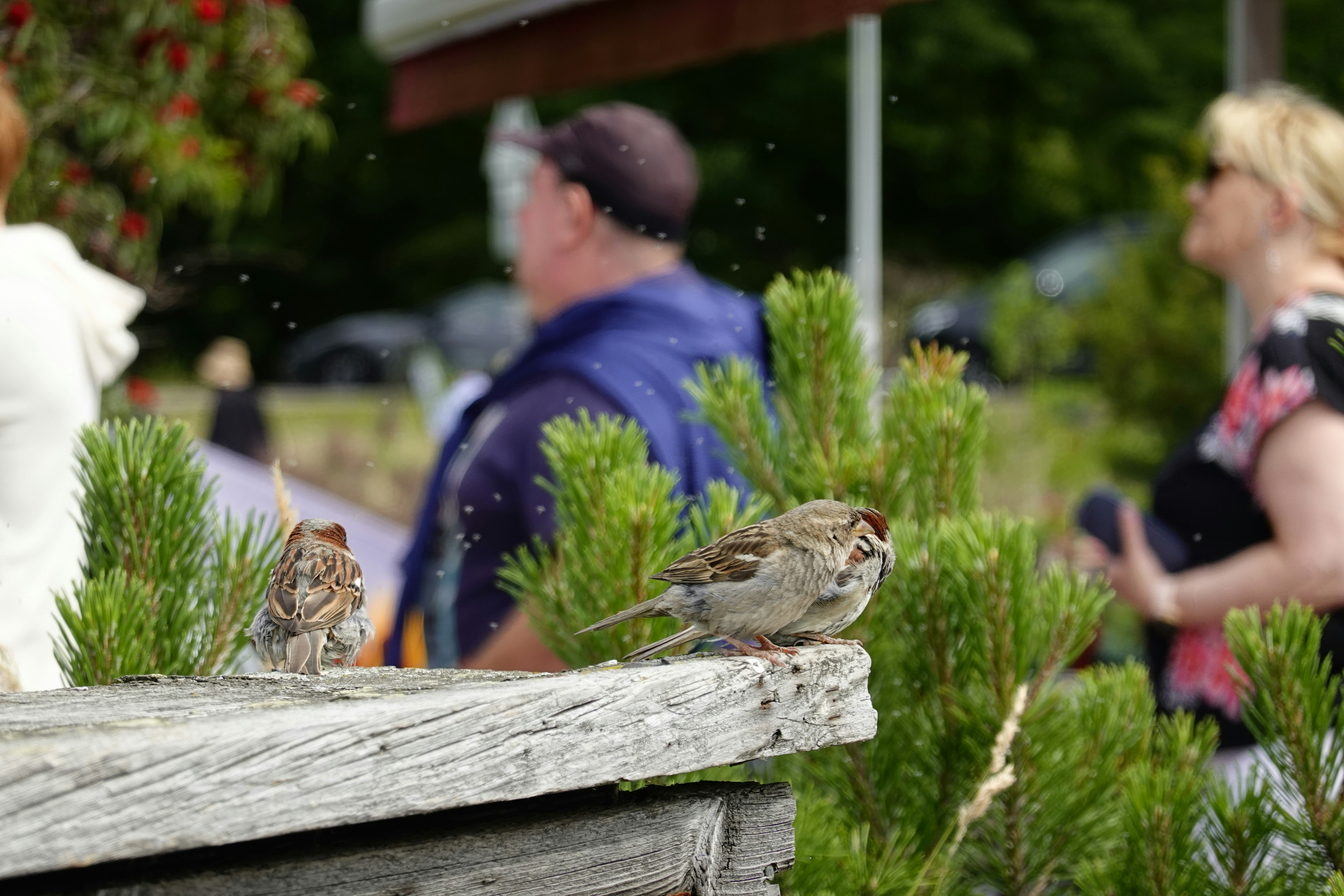 Two Sparrows on Weathered Rail as a Busy Park Softens in the Background