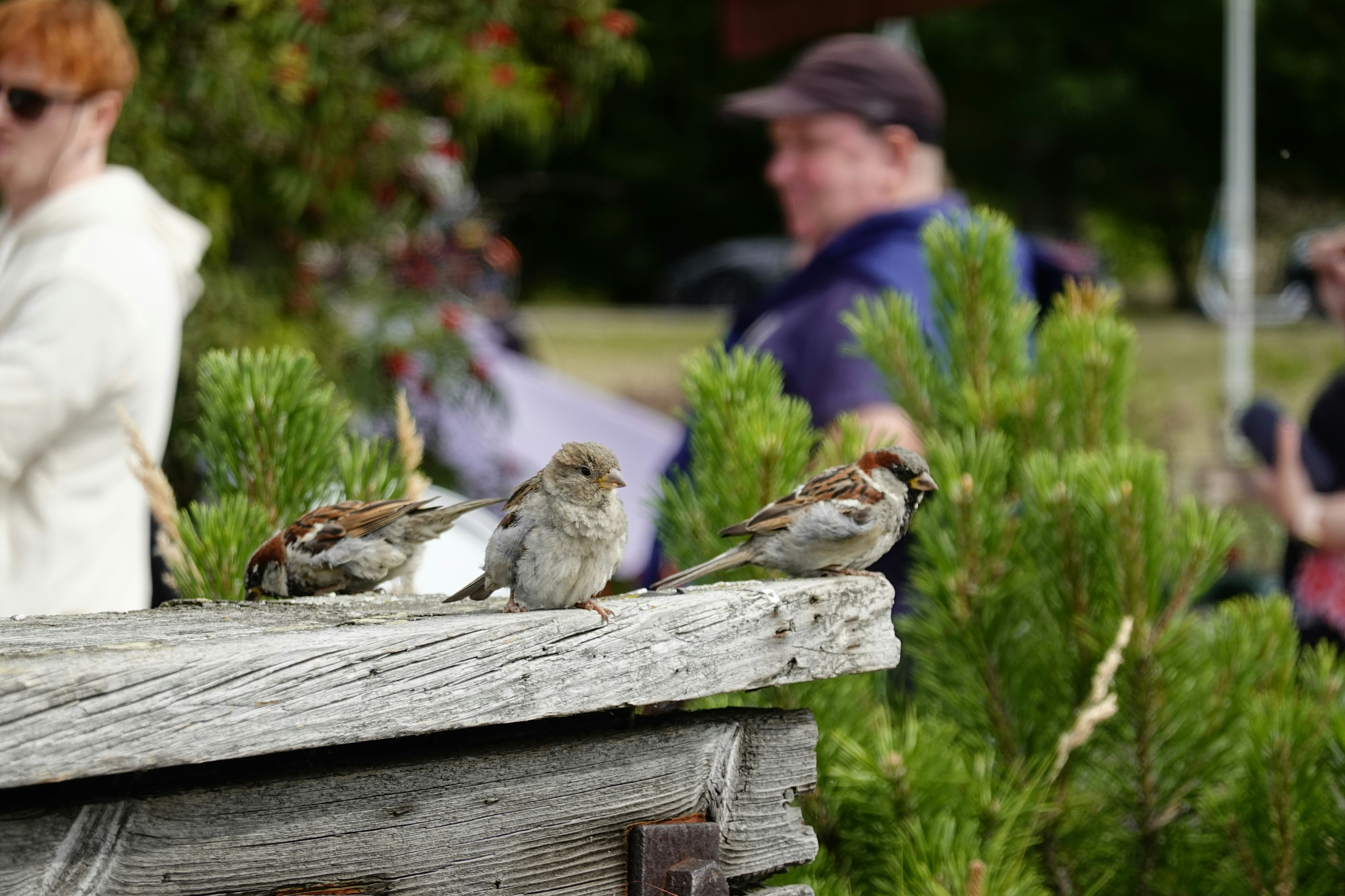 Three Sparrows on a Weathered Rail: A Quiet Park Moment