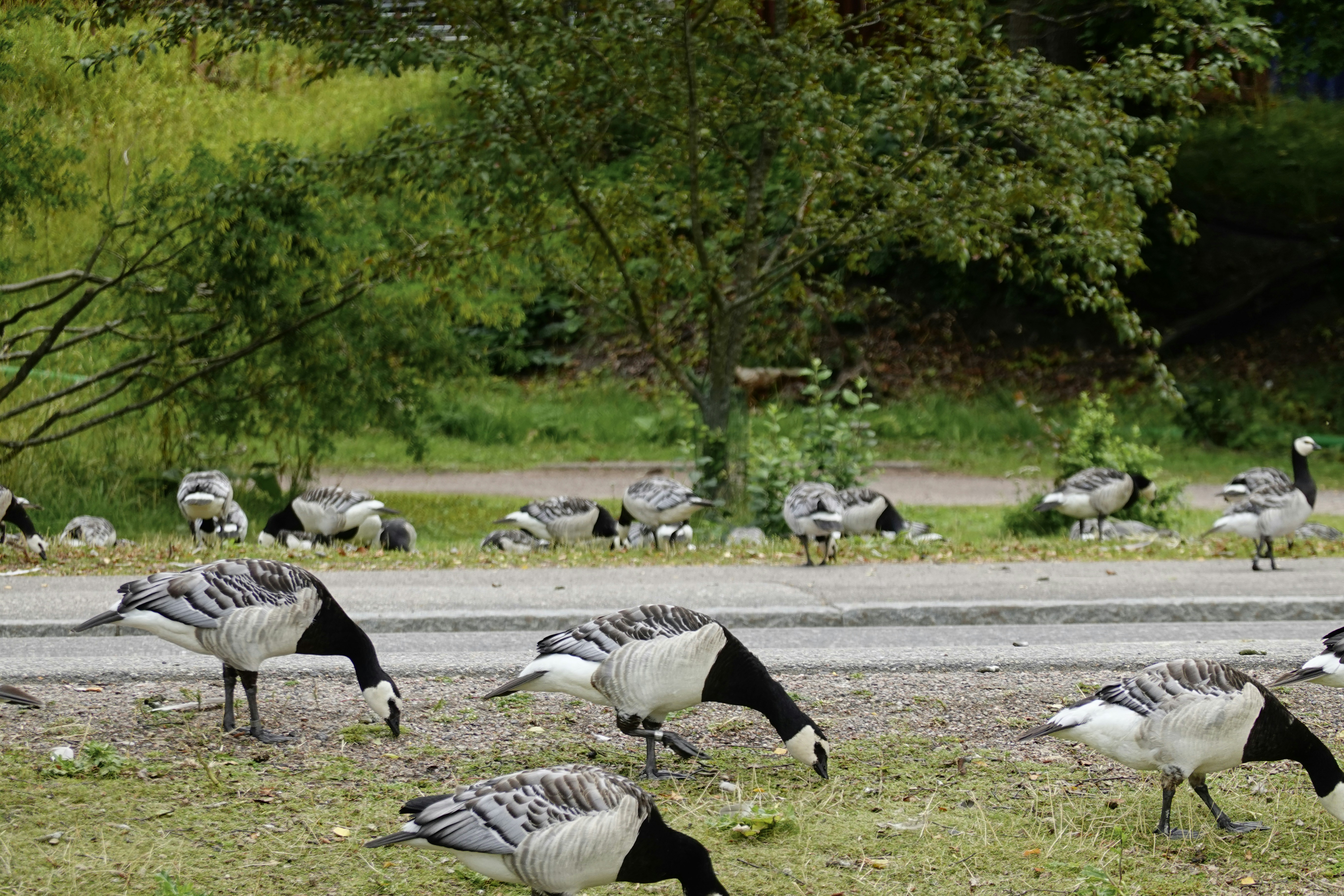 Grazing Geese in a Quiet Park Corridor