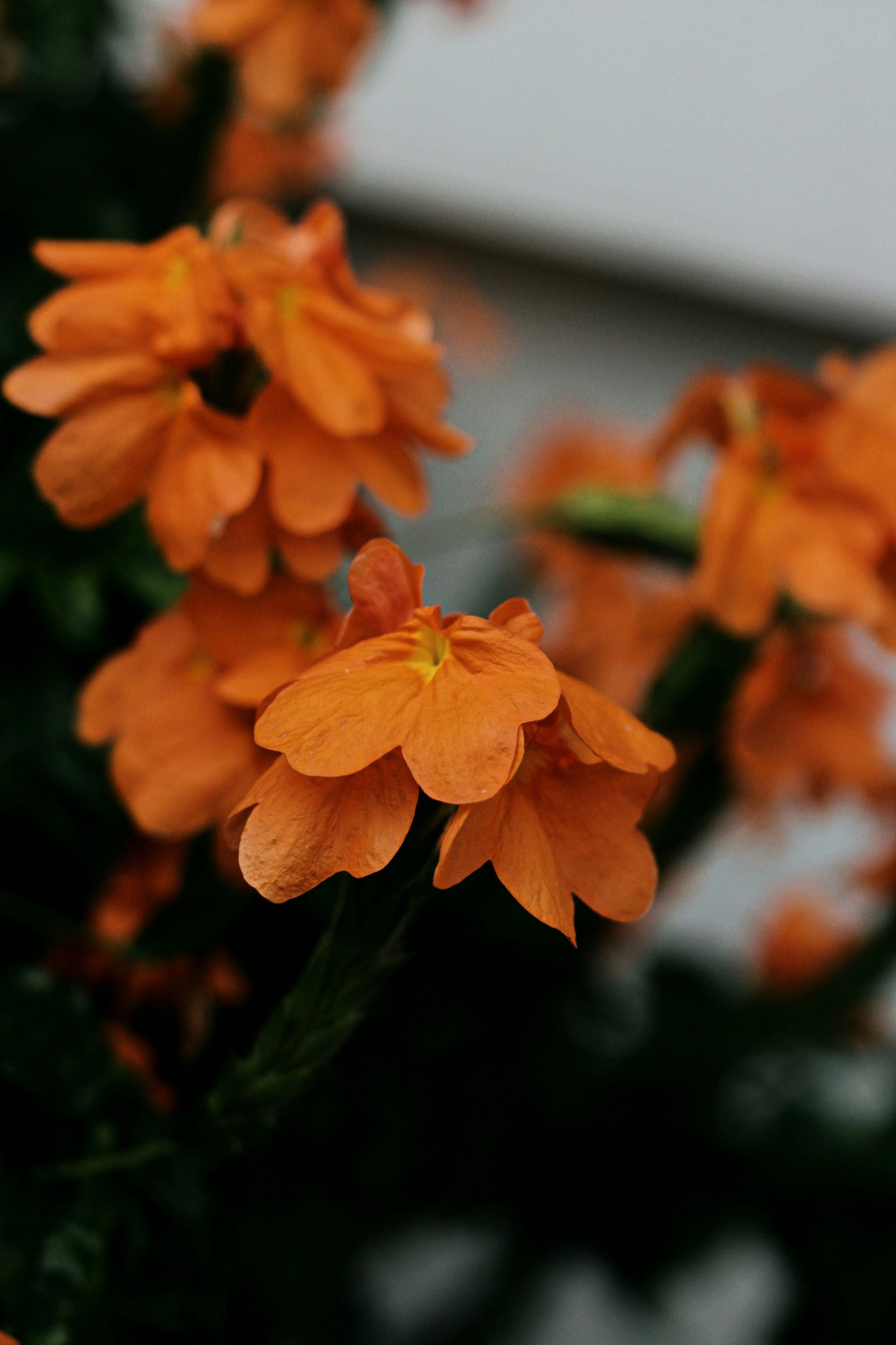 Cluster of bright orange flowers with lush green leaves softly lit from above.